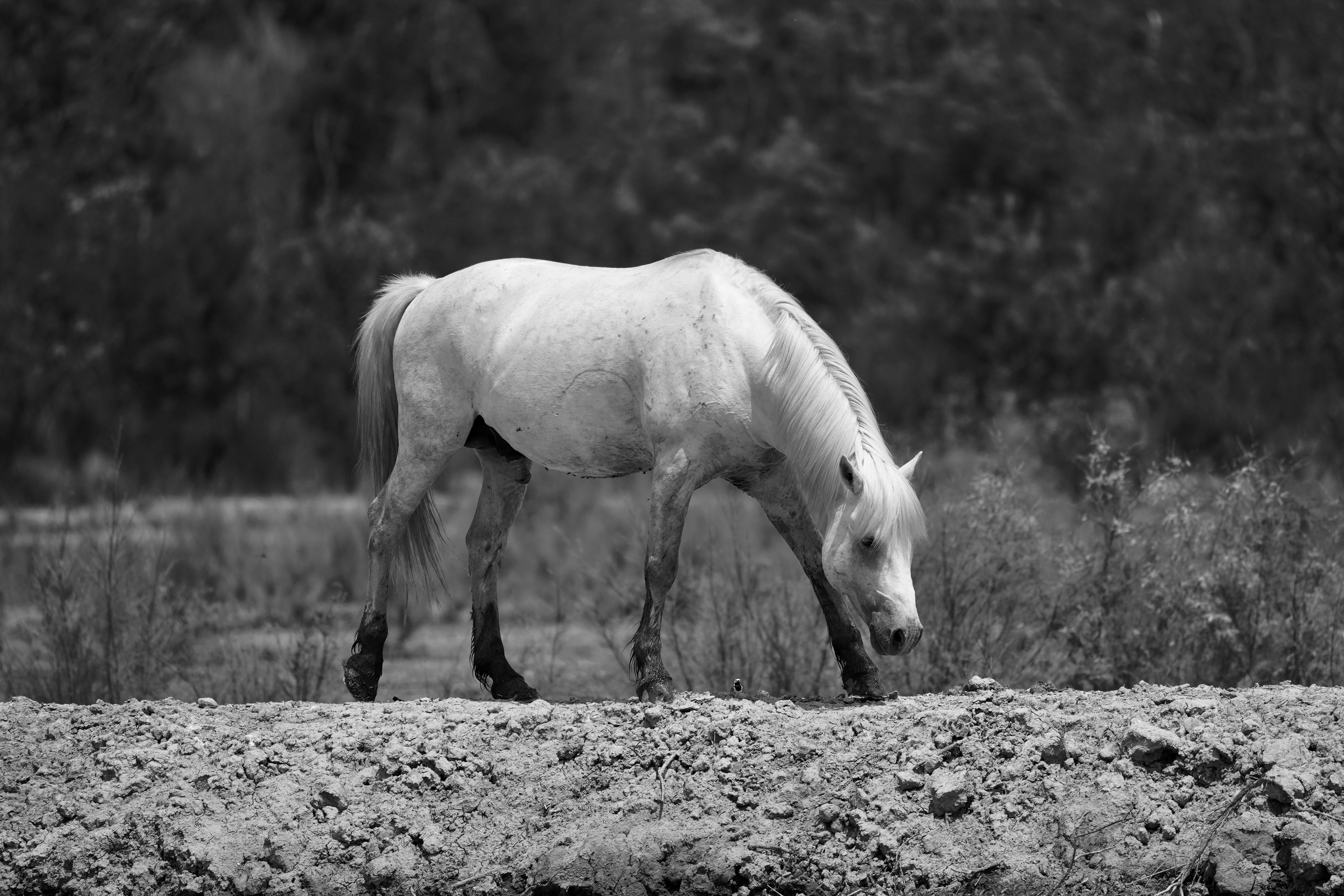 Animal Overcrowded Farm Photos, Download The BEST Free Animal ...