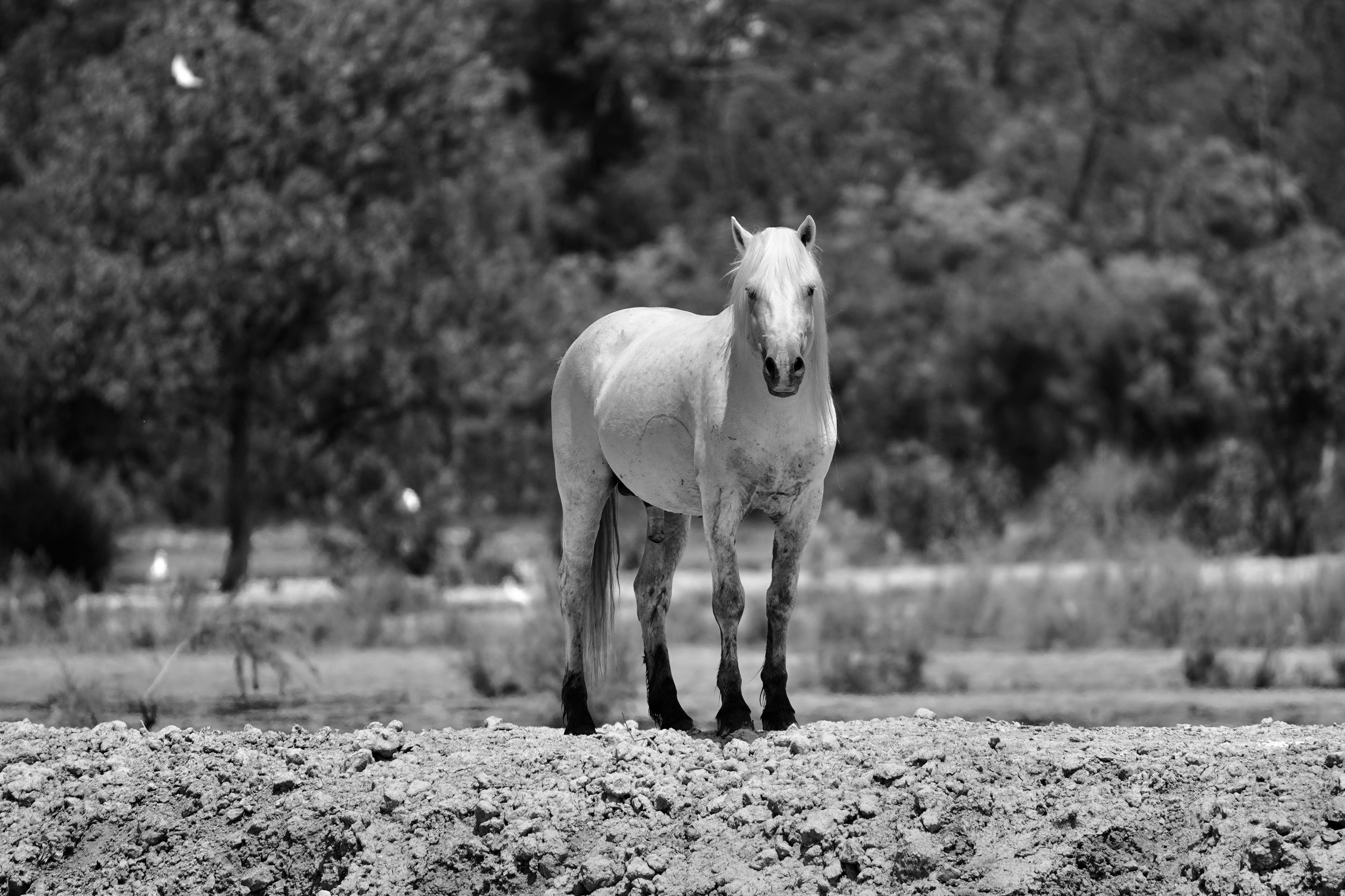 Grayscale Portrait Photos, Download The BEST Free Grayscale Portrait ...