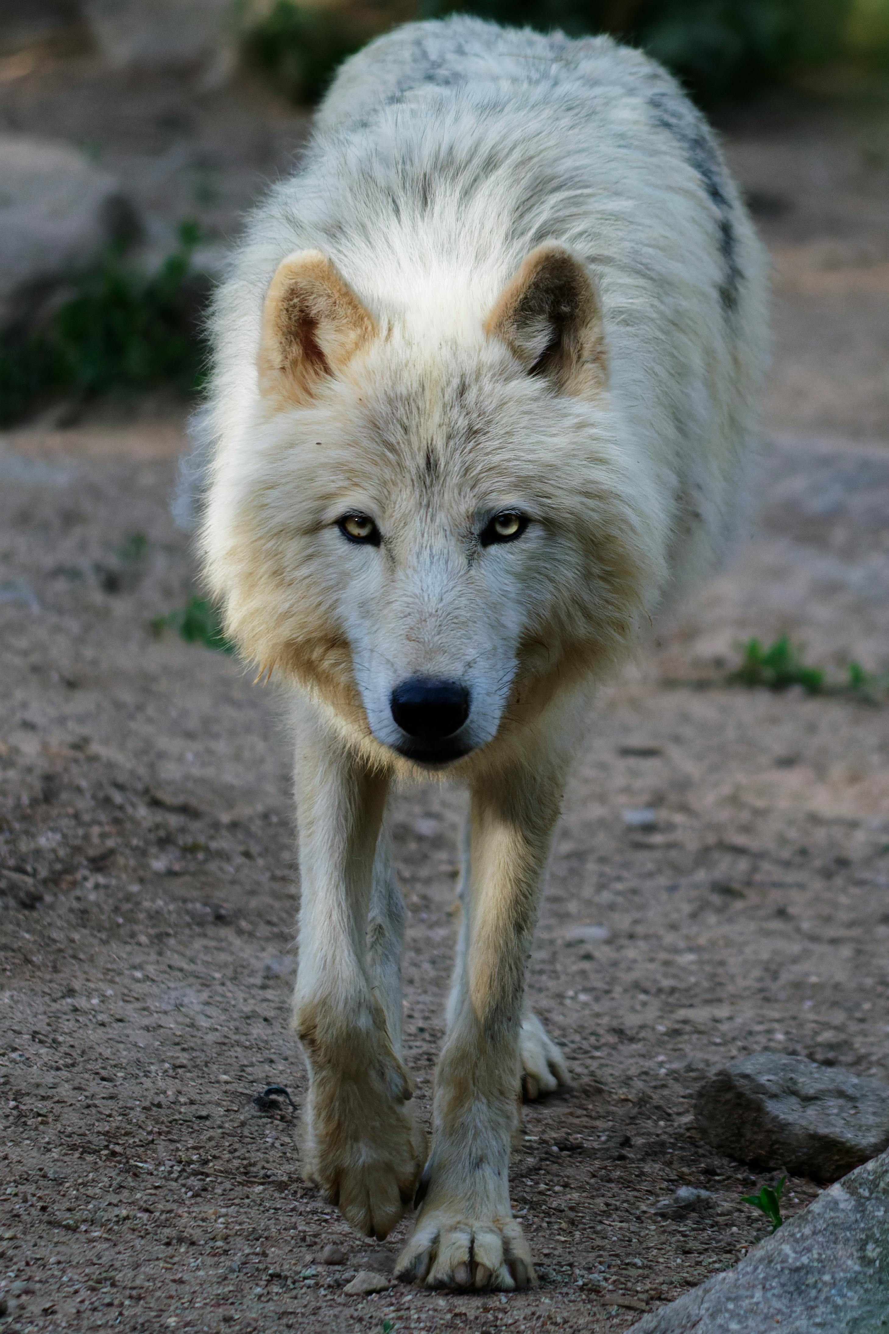 Majestic Arctic Wolf in Natural Habitat · Free Stock Photo