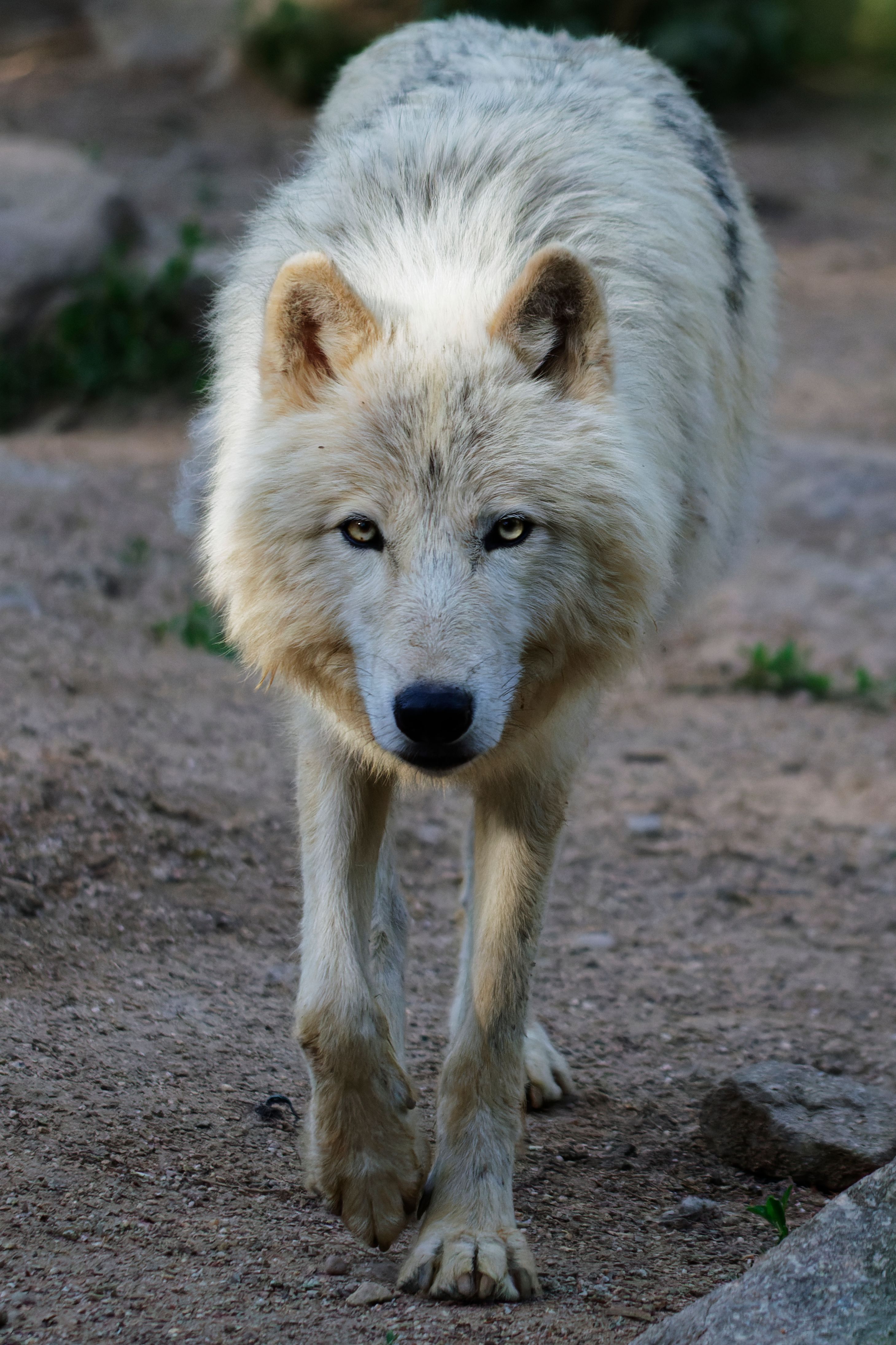 Wolf Pics Photos, Download The BEST Free Wolf Pics Stock Photos & HD Images