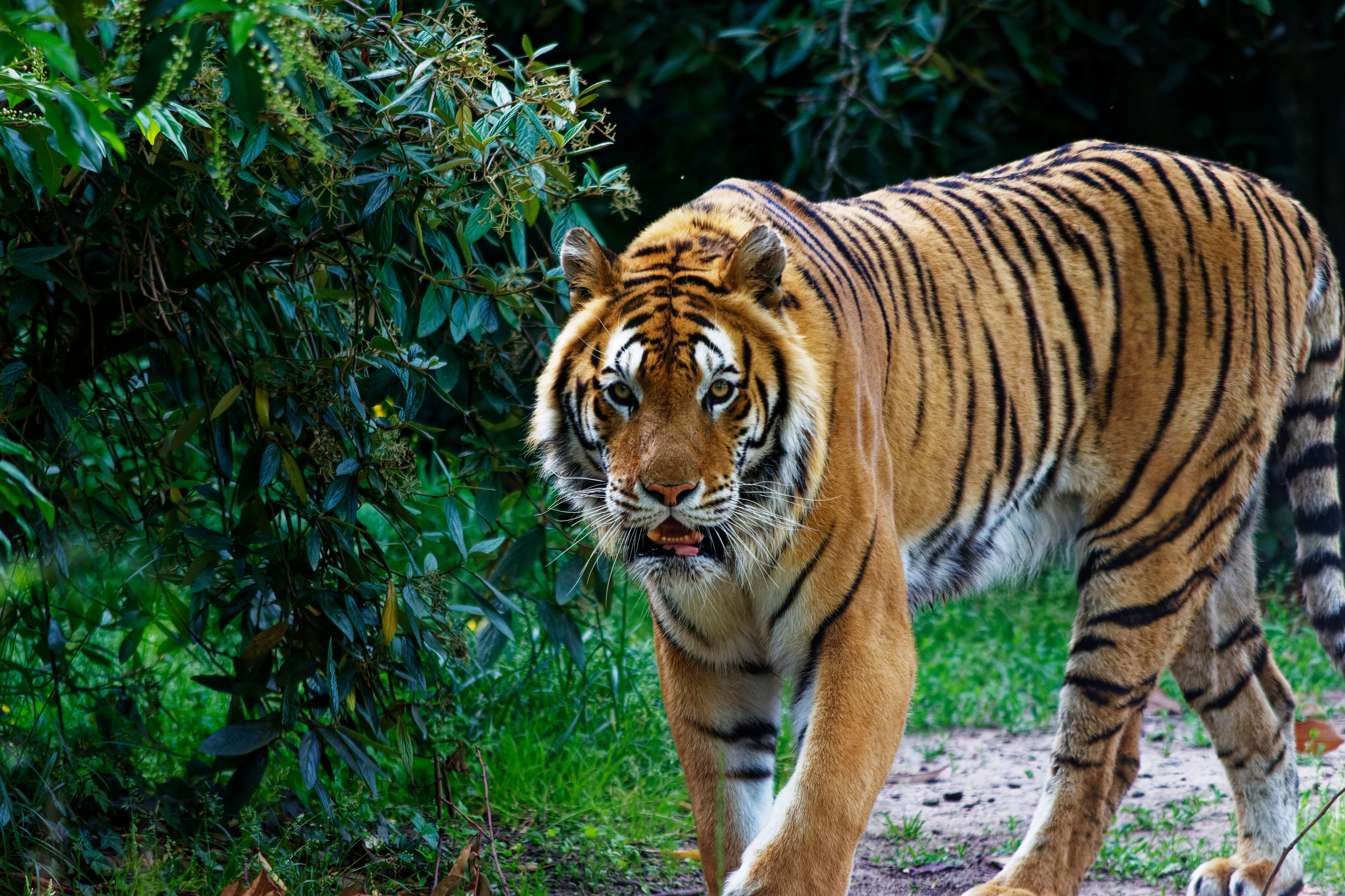 Majestic Bengal Tiger in Natural Habitat · Free Stock Photo