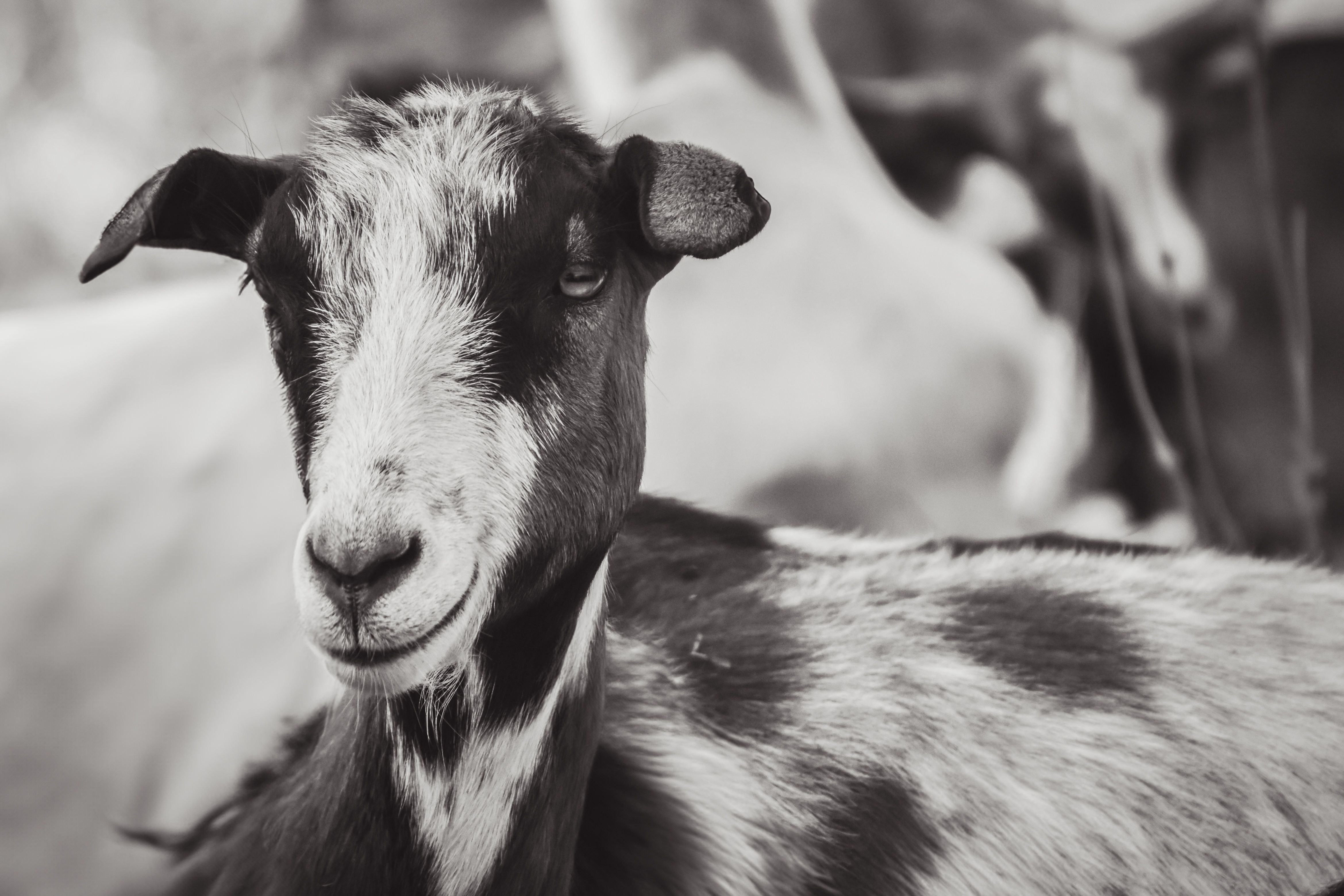 Grayscale Photo of a Young Goat · Free Stock Photo