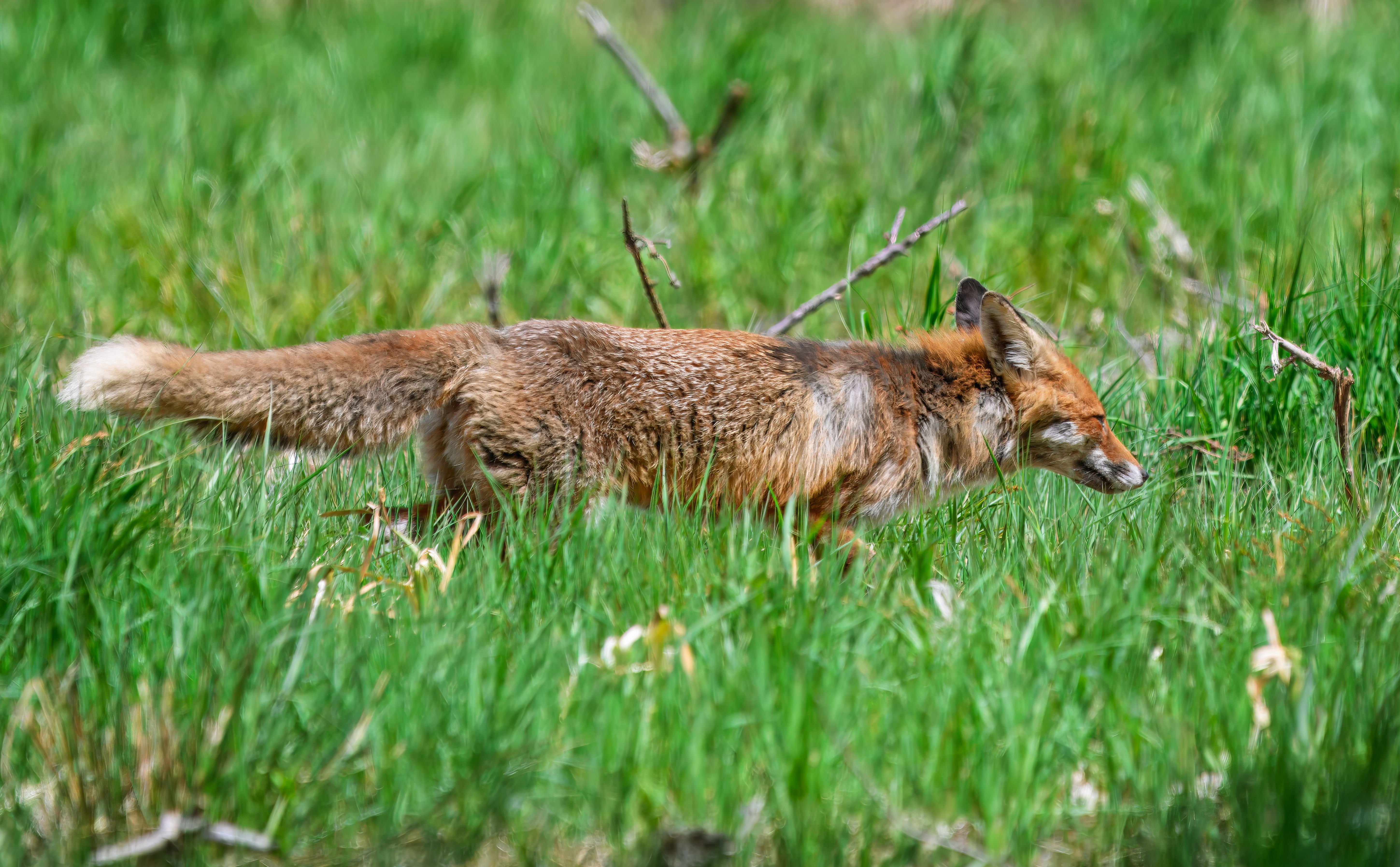 Tan and Orange Fox Standing in Water Near the Grass · Free Stock Photo