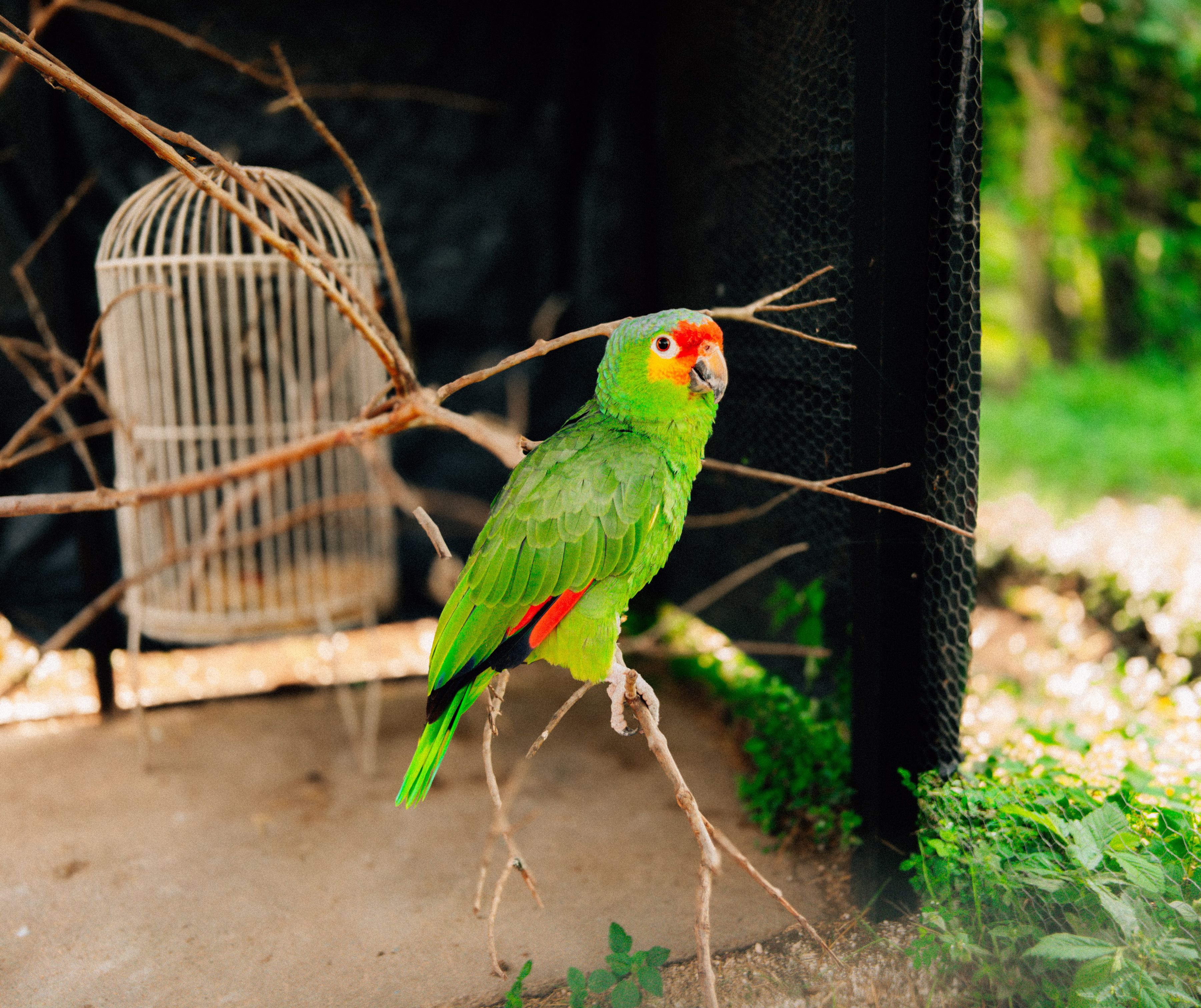 Vibrant Green Parrot in Outdoor Habitat · Free Stock Photo