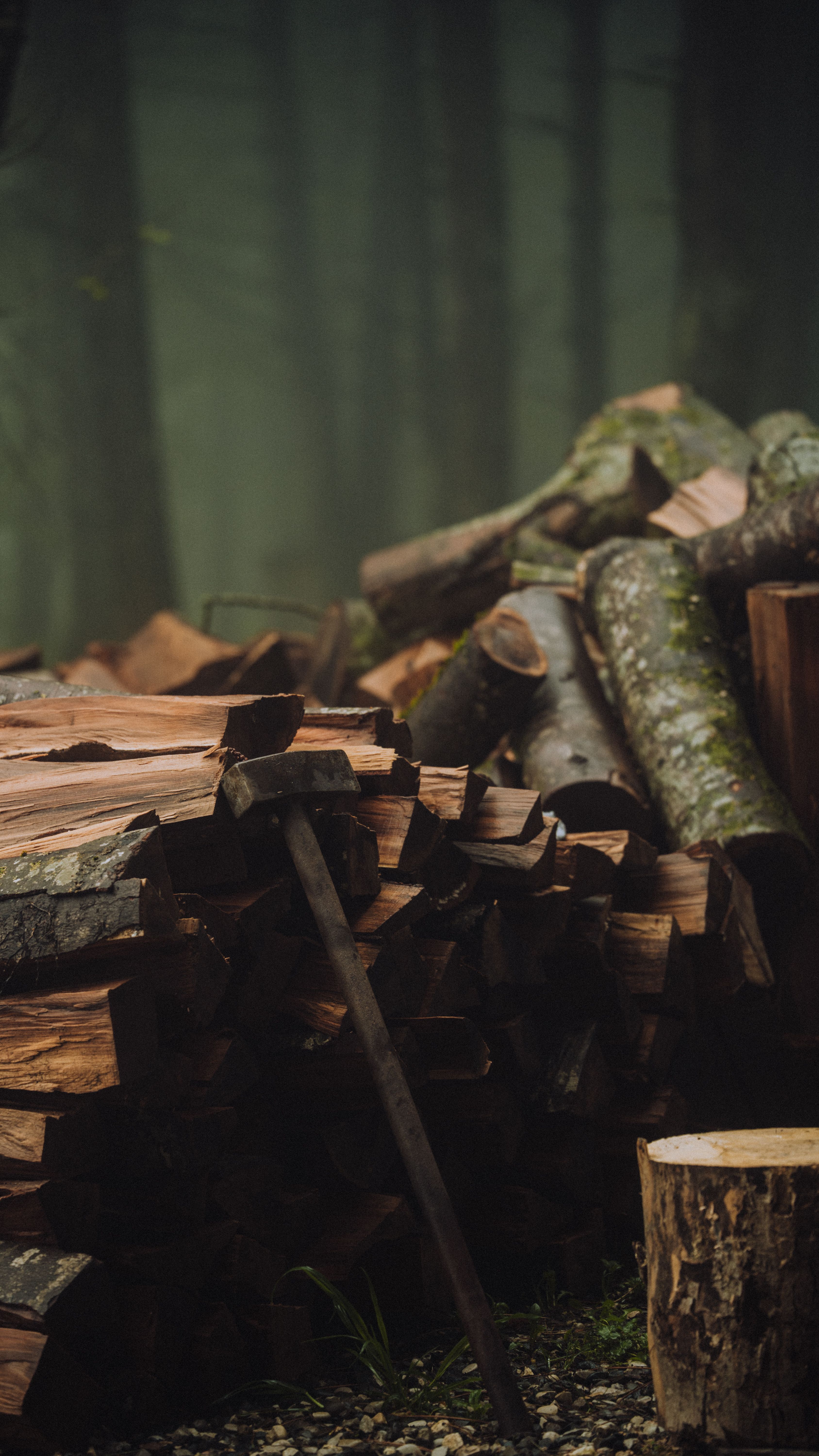 Stacked Firewood in Misty Forest Clearing · Free Stock Photo