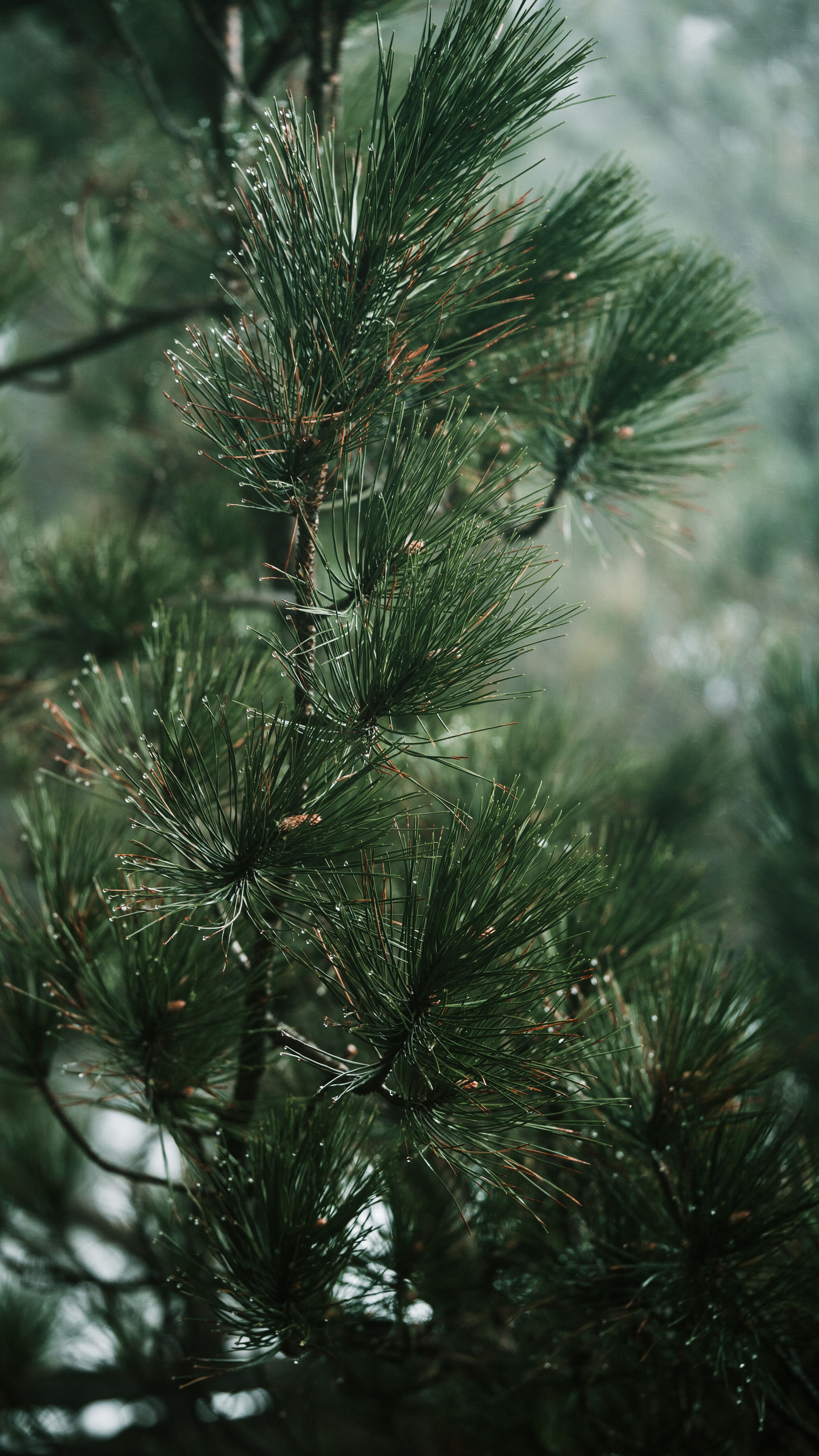 Close-up of Lush Pine Tree Branch in Forest · Free Stock Photo