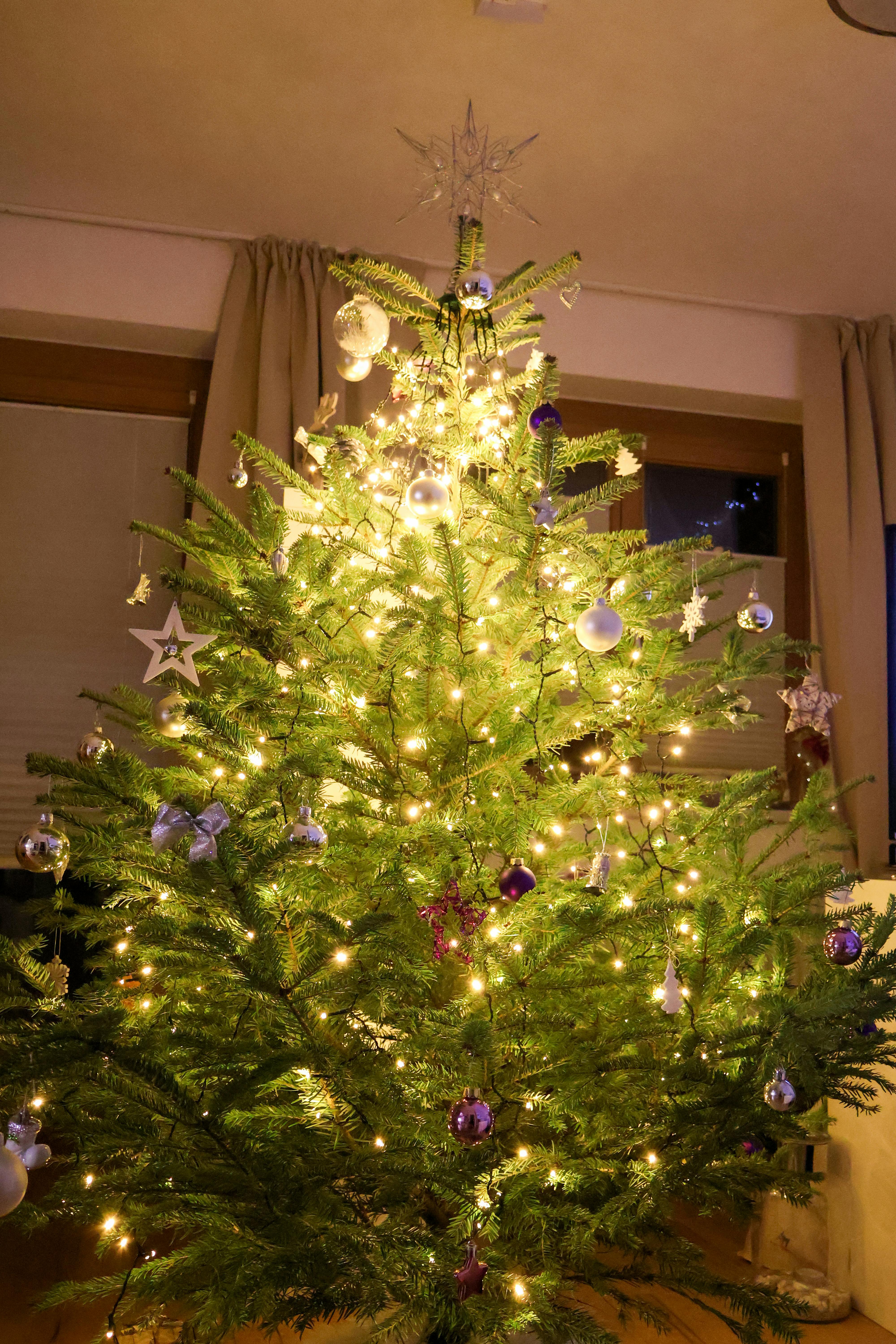 Die besten Fredderz+twink-Fotos · Kostenlos Downloaden · Pexels Stock-Fotos