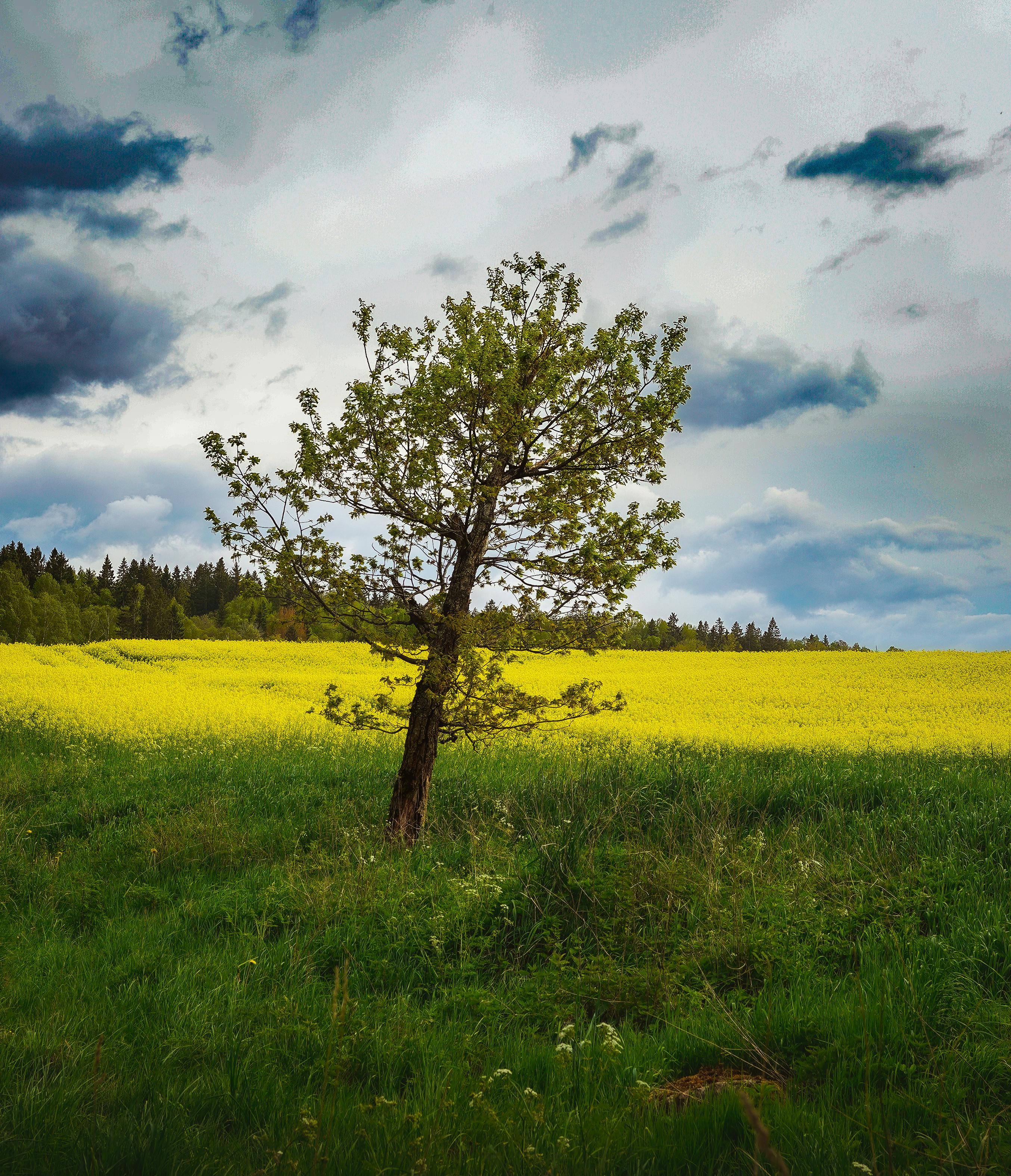 Lone Tree in Vibrant Yellow Meadow under Dramatic Sky · Free Stock Photo