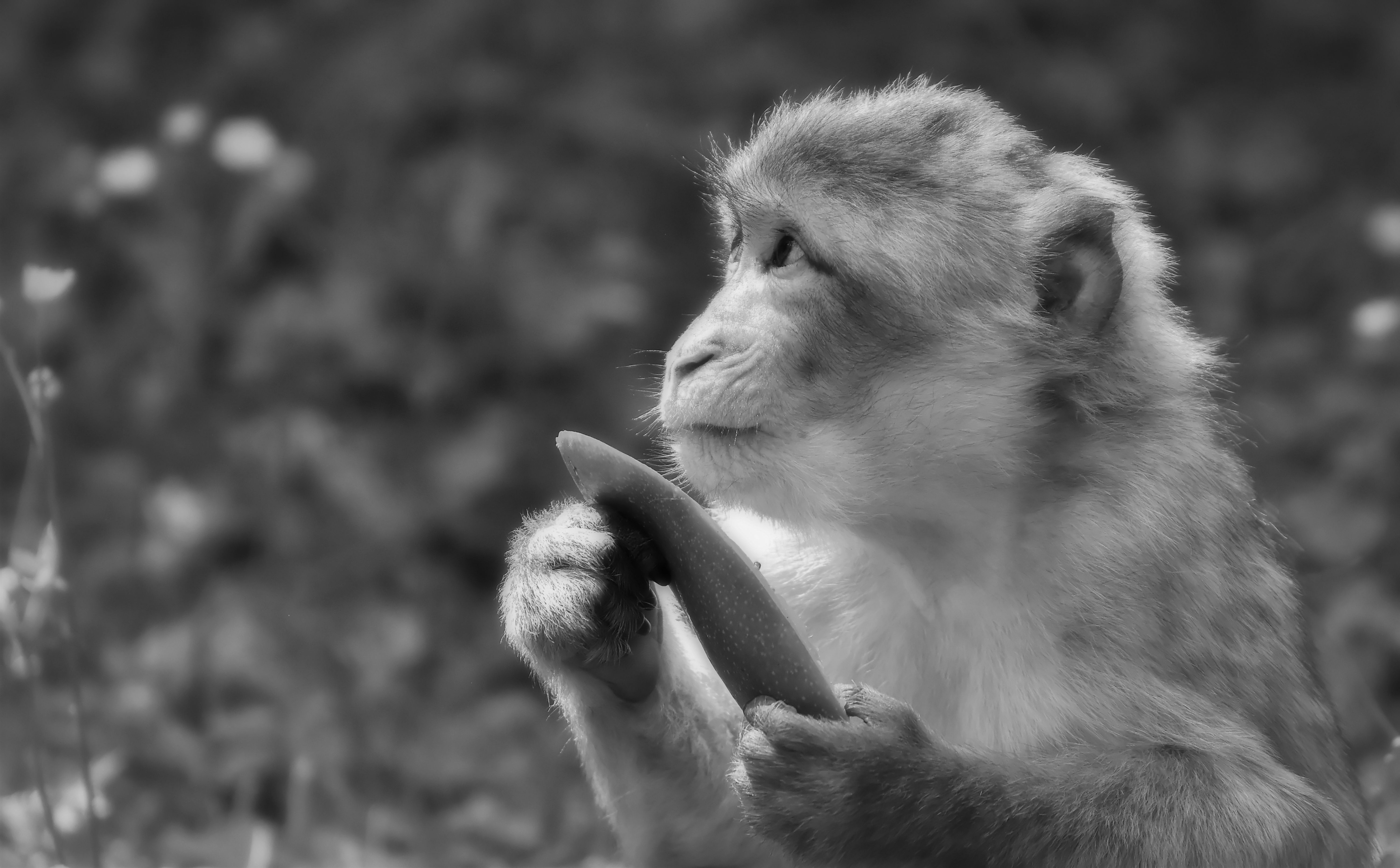 Black and White Macaque with a Stick Outdoors · Free Stock Photo