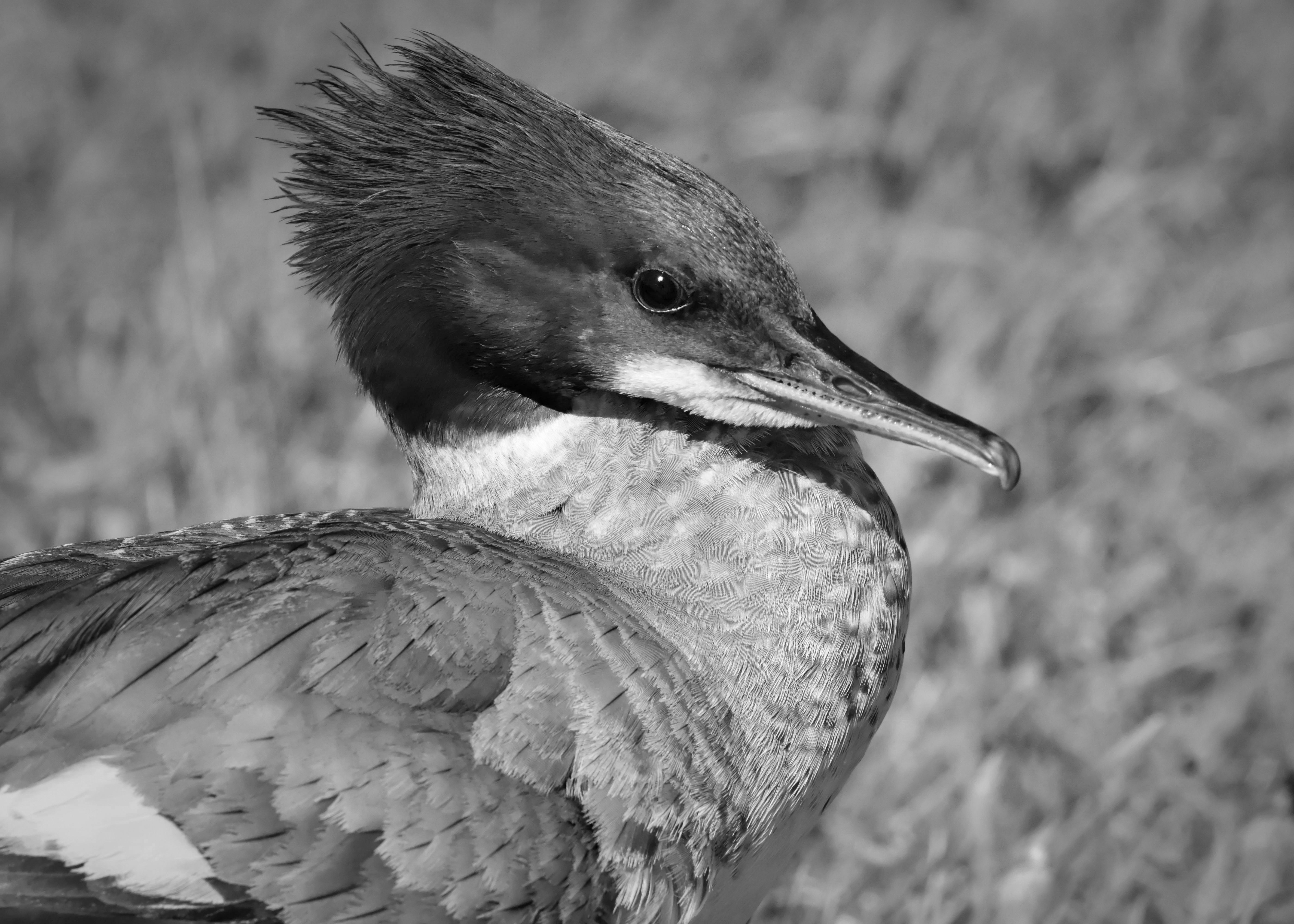 Monochrome Portrait of a Crested Bird · Free Stock Photo