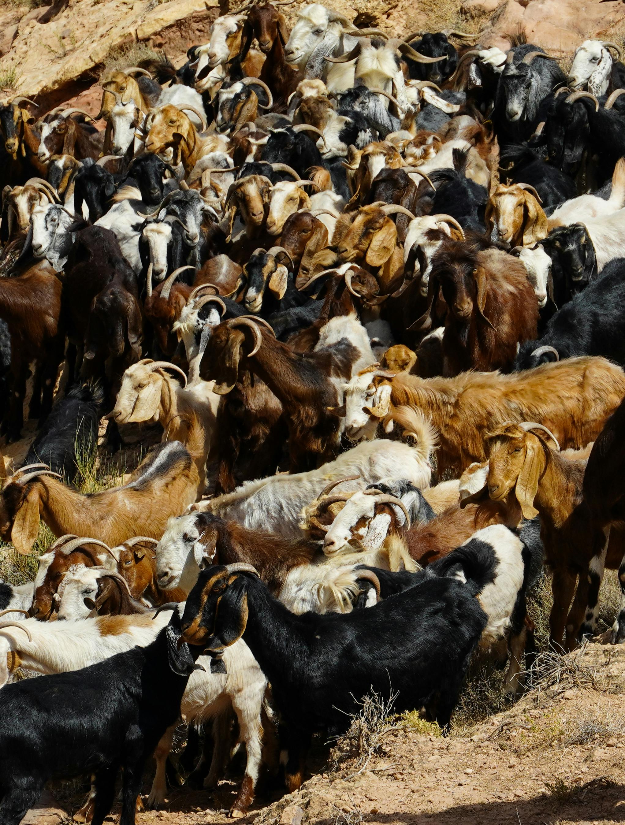 Herd of Goats in Dana Reserve, Jordan · Free Stock Photo