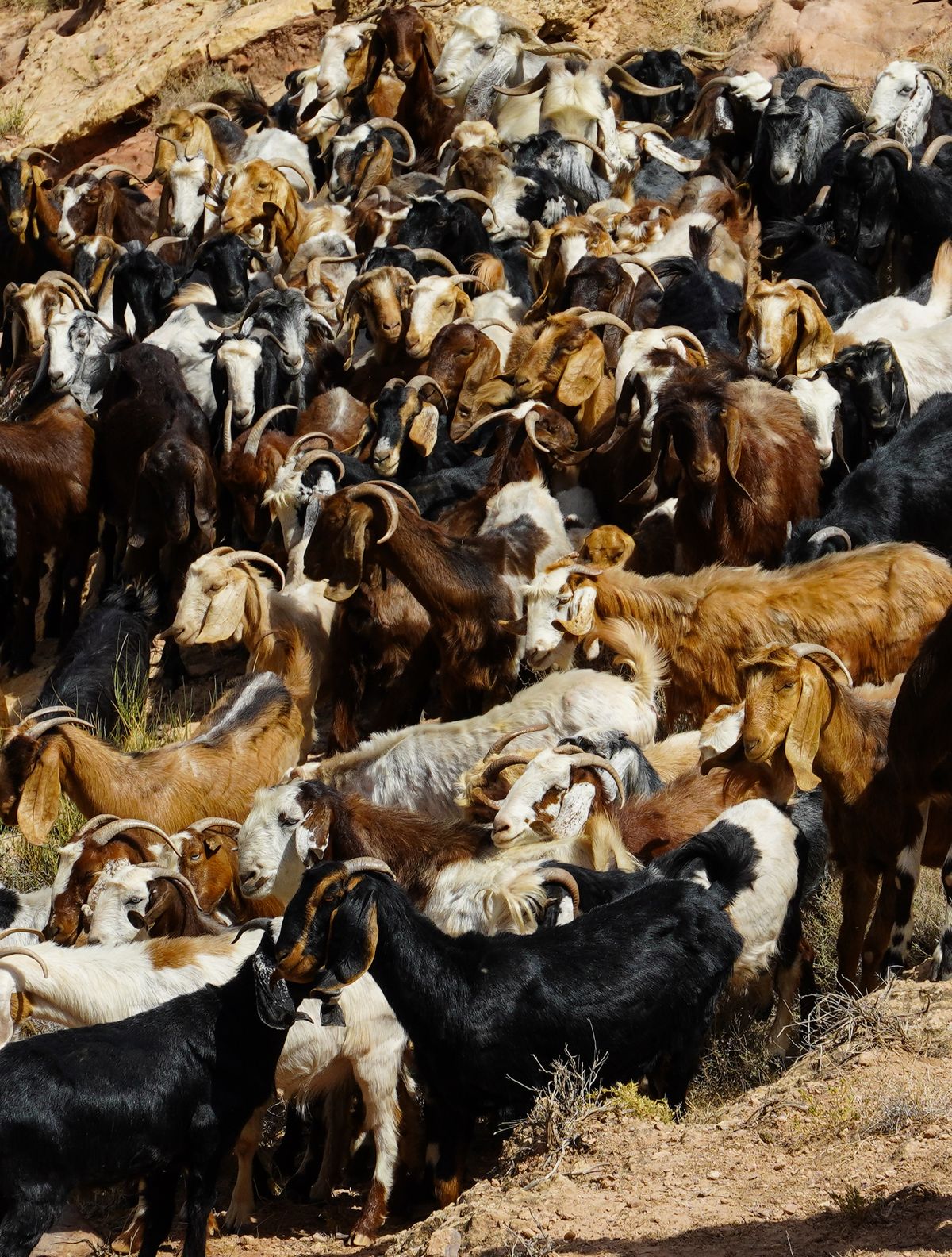 Black And White Goat Photos, Download The BEST Free Black And White ...