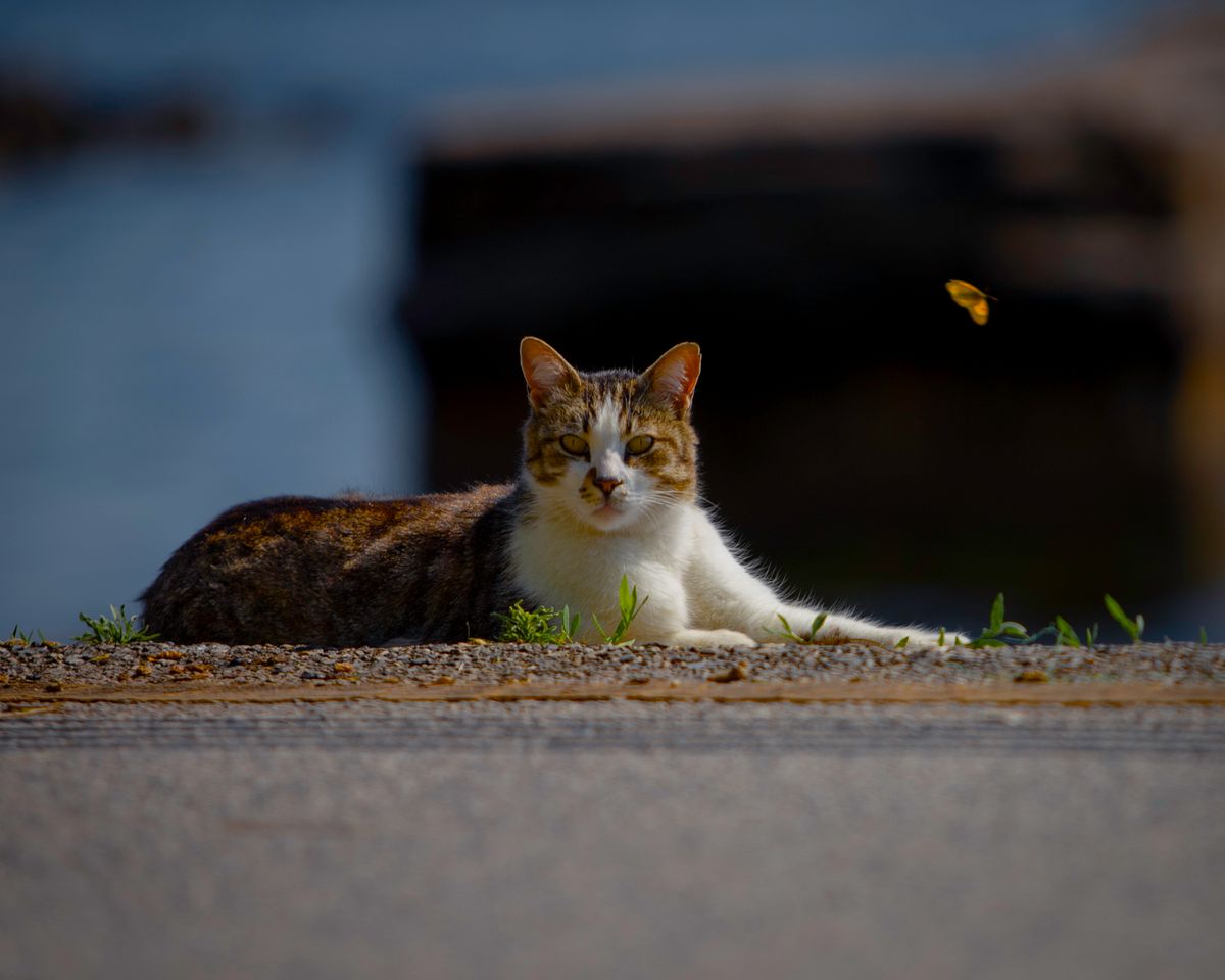 Freaky Cat Photos, Download The BEST Free Freaky Cat Stock Photos & HD ...