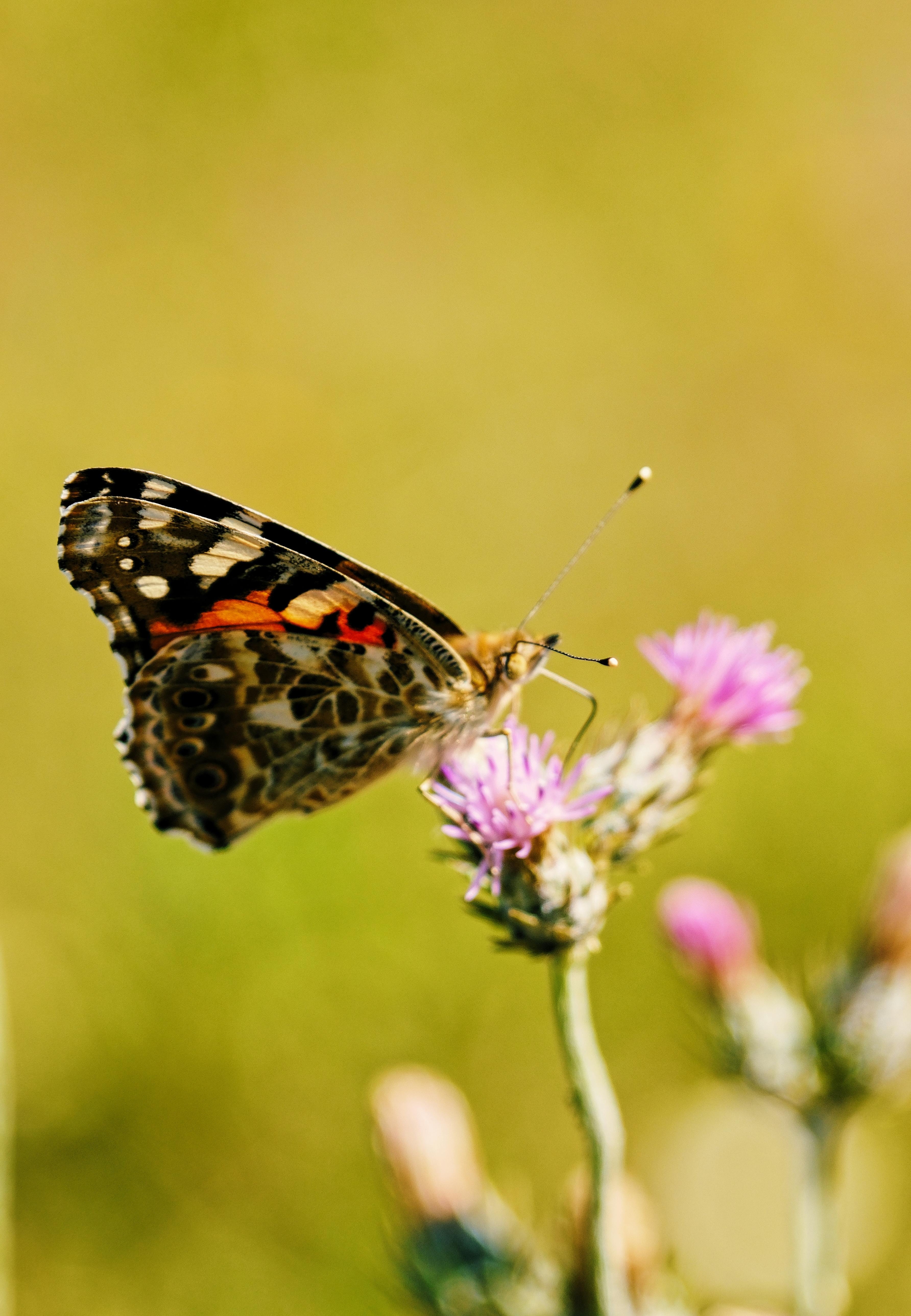 5mb Photo Photos, Download The BEST Free 5mb Photo Stock Photos & HD Images