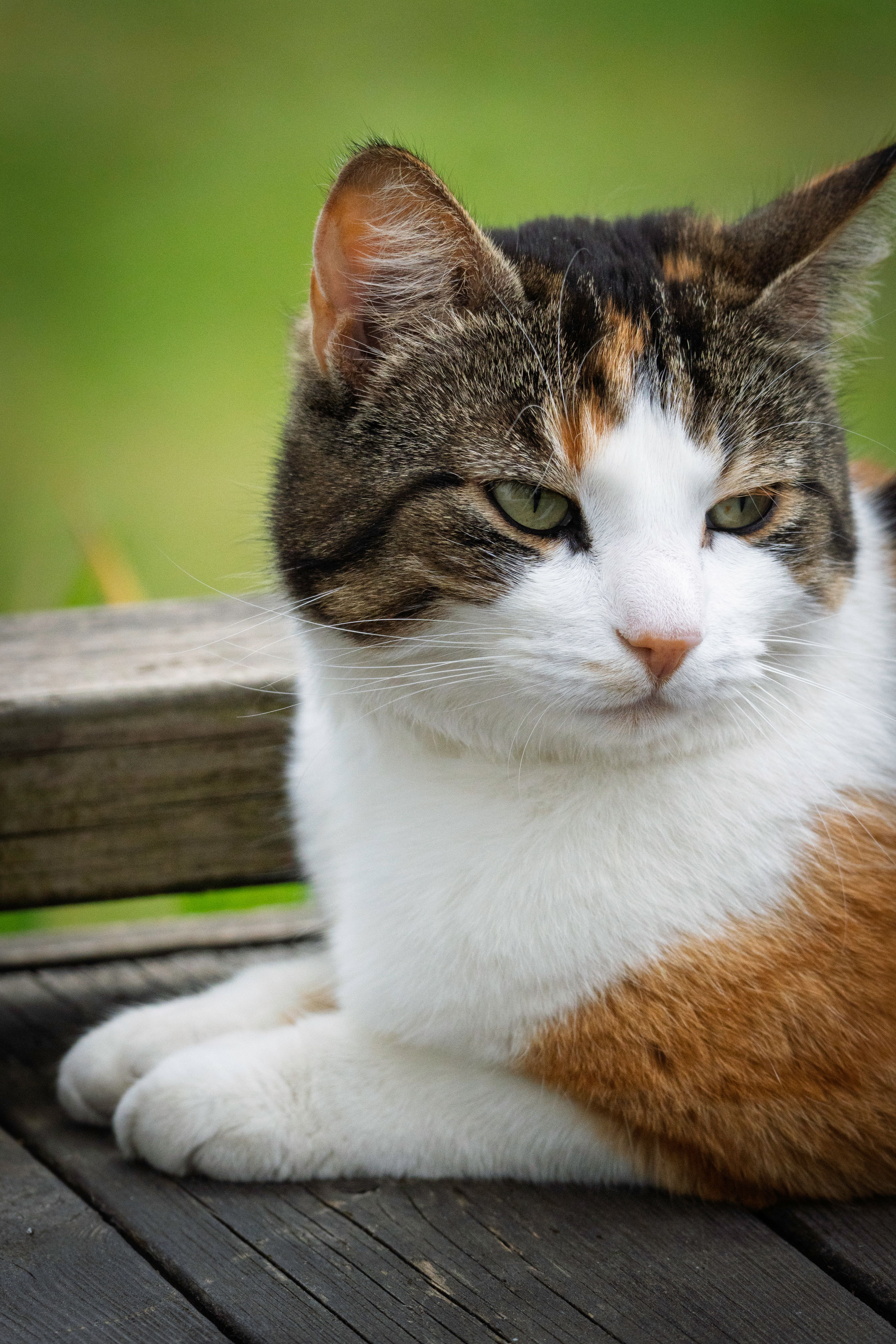 Close-up of a Calico Cat Outdoors · Free Stock Photo
