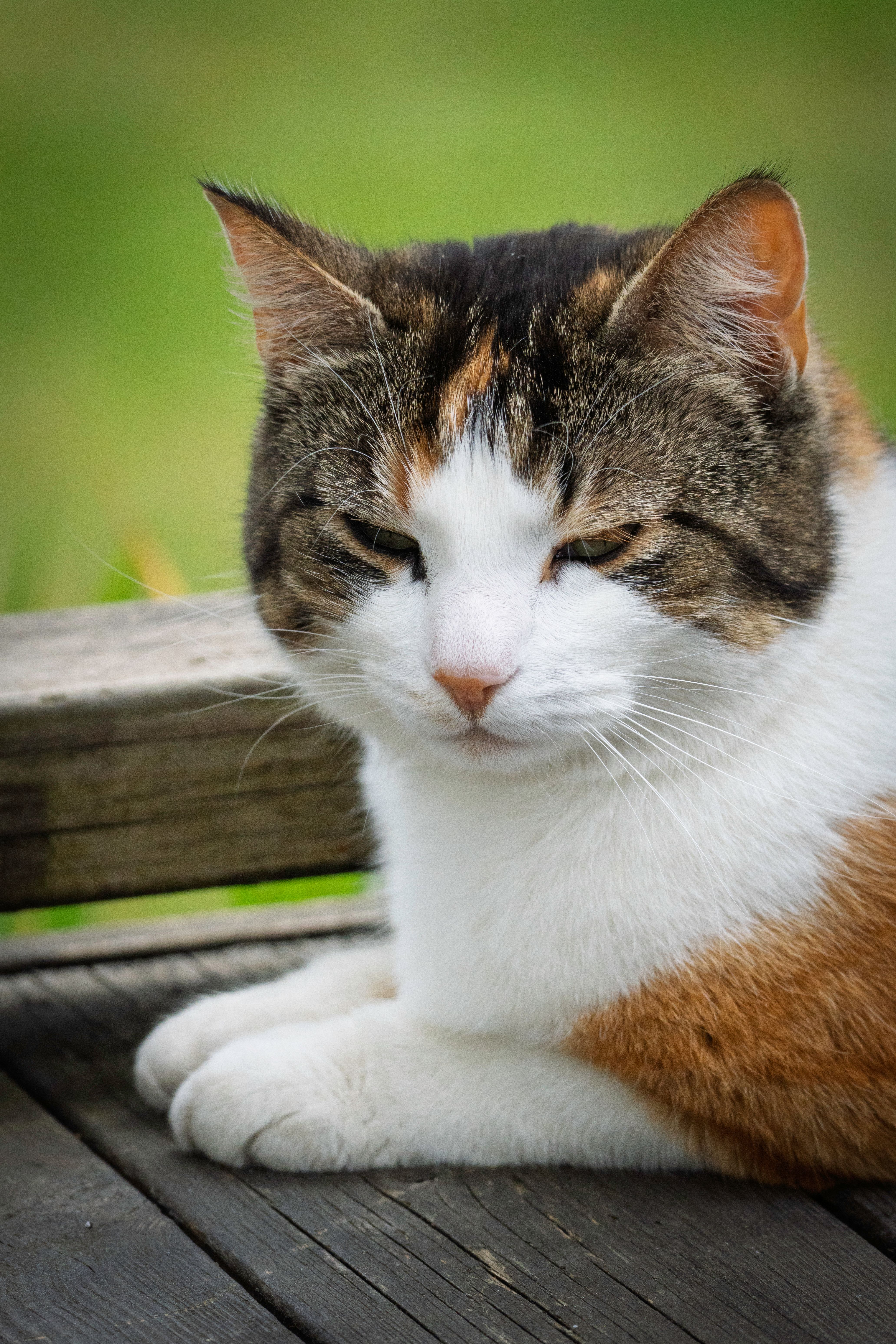 Cat Documents Photos, Download The BEST Free Cat Documents Stock Photos ...