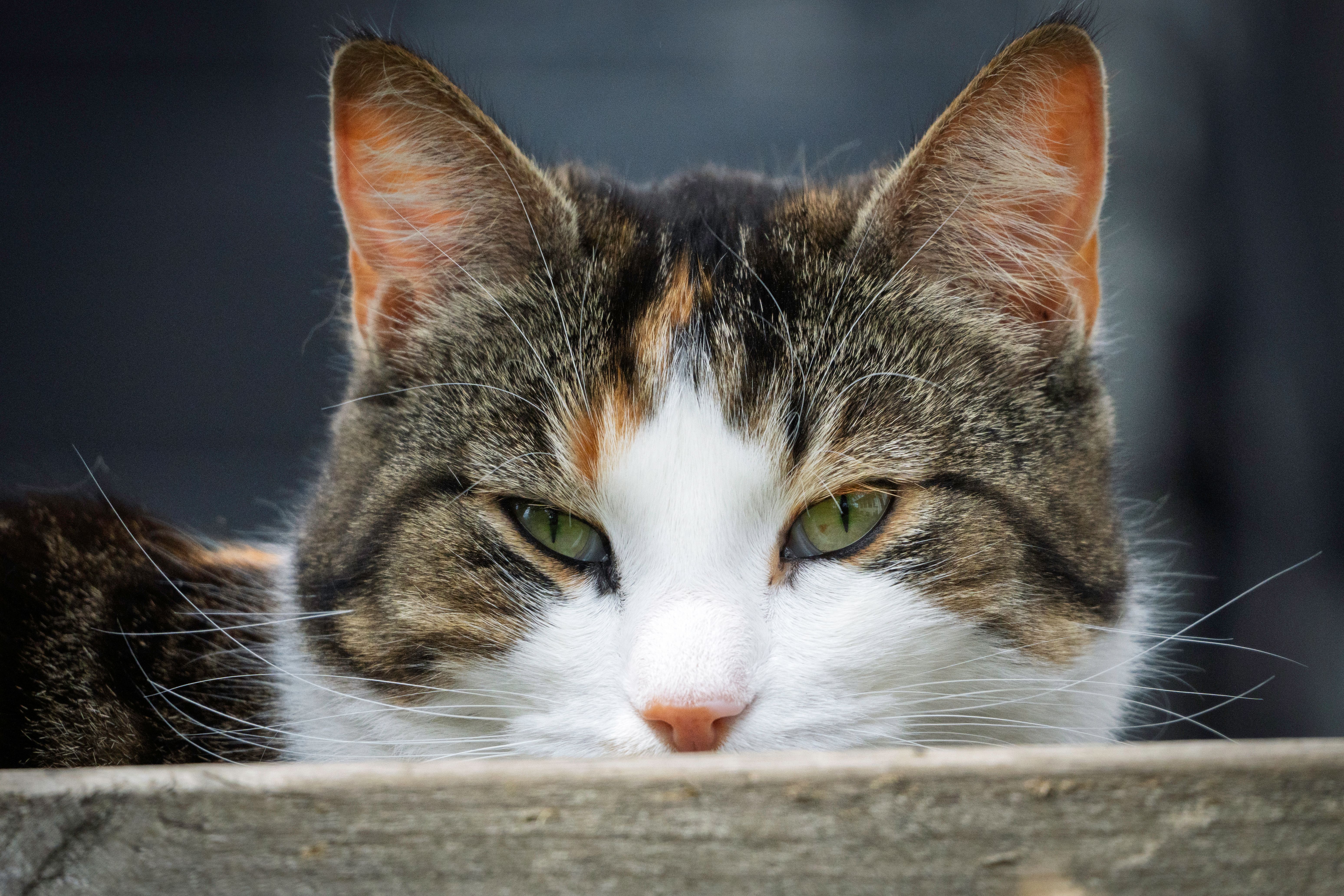 5mb Photo Photos, Download The BEST Free 5mb Photo Stock Photos & HD Images