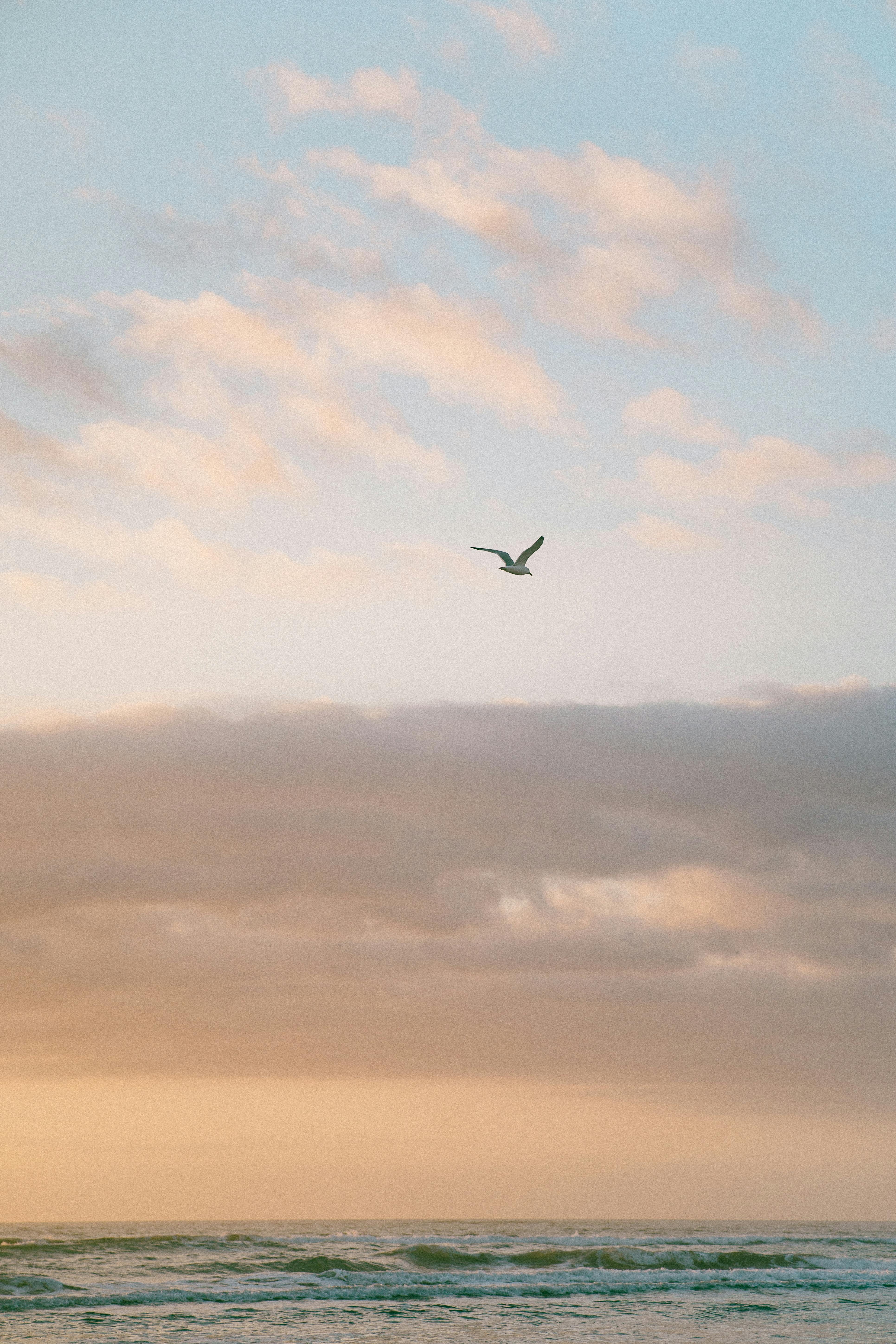 Bird At The In A Sunset Flying Photos, Download The BEST Free Bird At ...