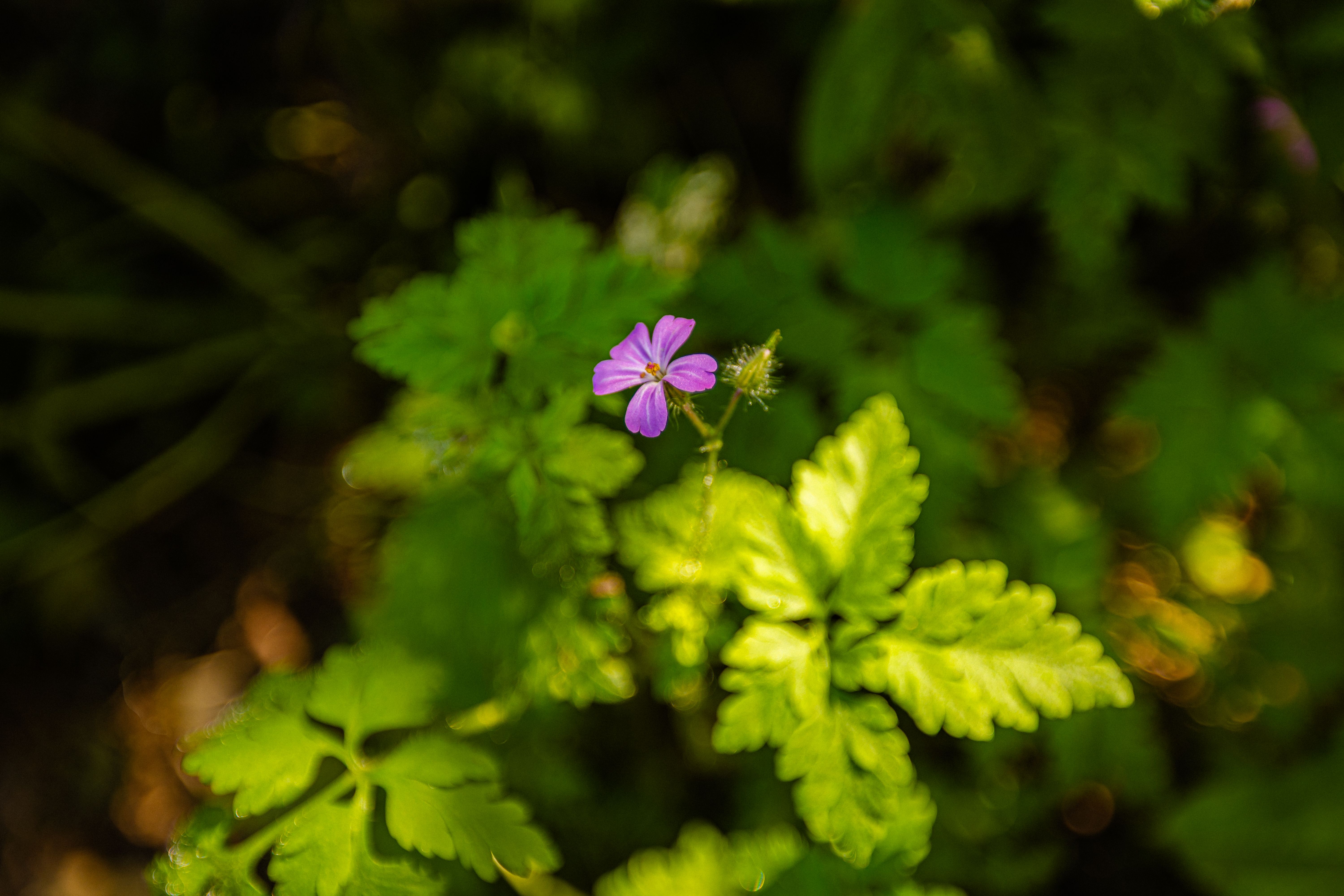 Gulab Flower Photos, Download The BEST Free Gulab Flower Stock Photos ...