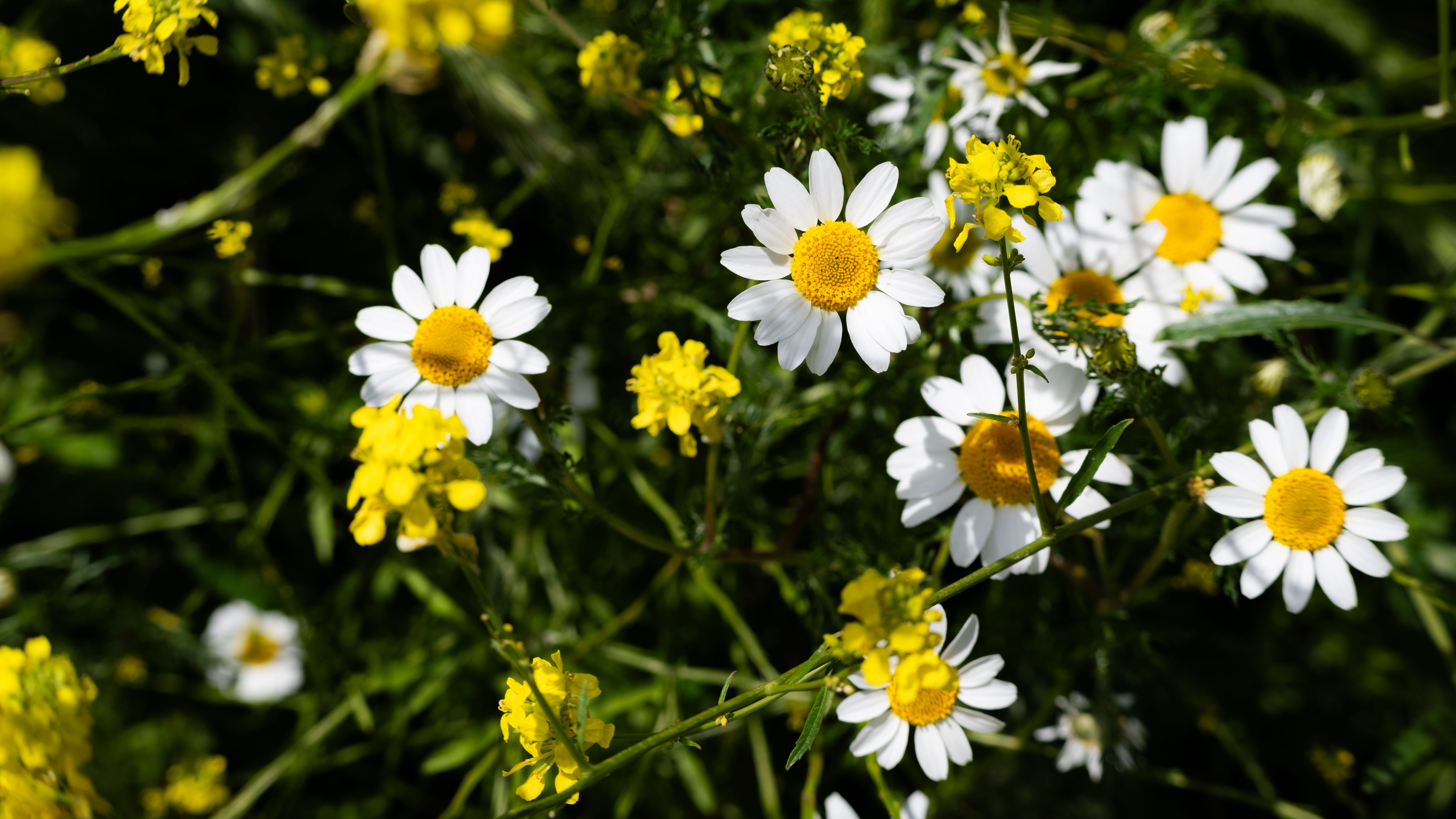 Bright Spring Daisies in Madrid Garden · Free Stock Photo