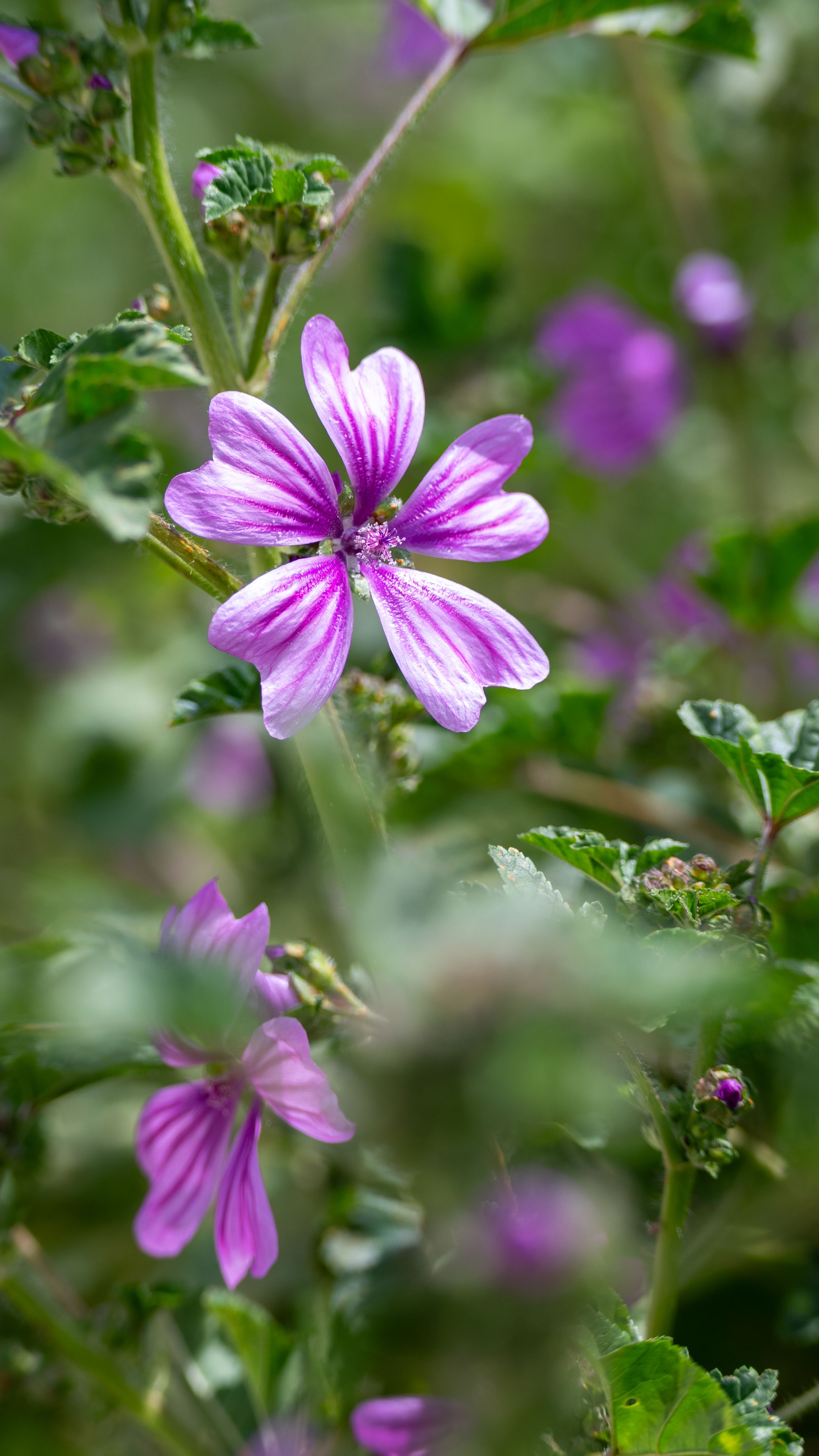 Violet Flower Photos, Download The BEST Free Violet Flower Stock Photos ...