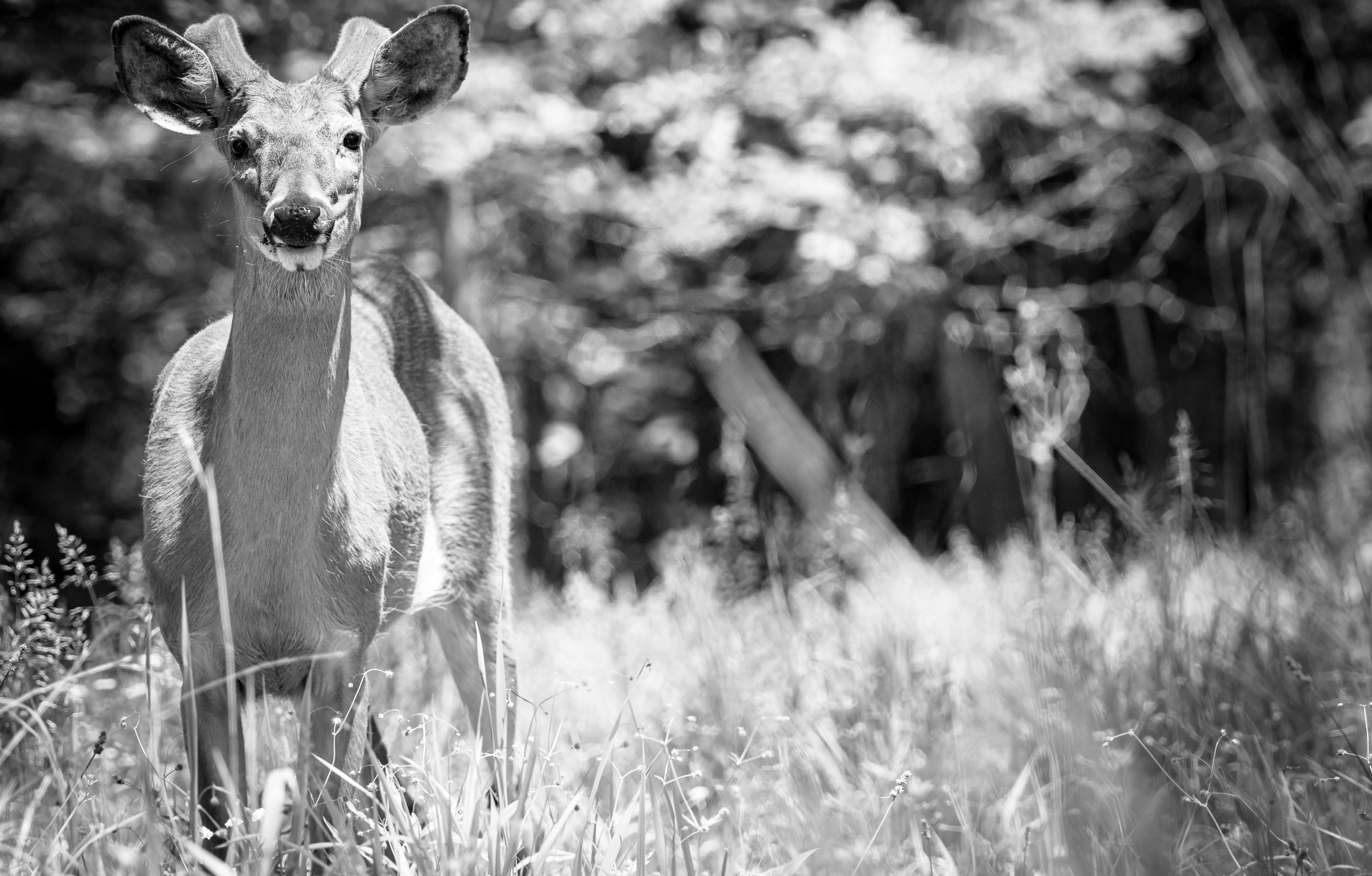Grayscale Photo of Cheetah Walking on Grass Field · Free Stock Photo