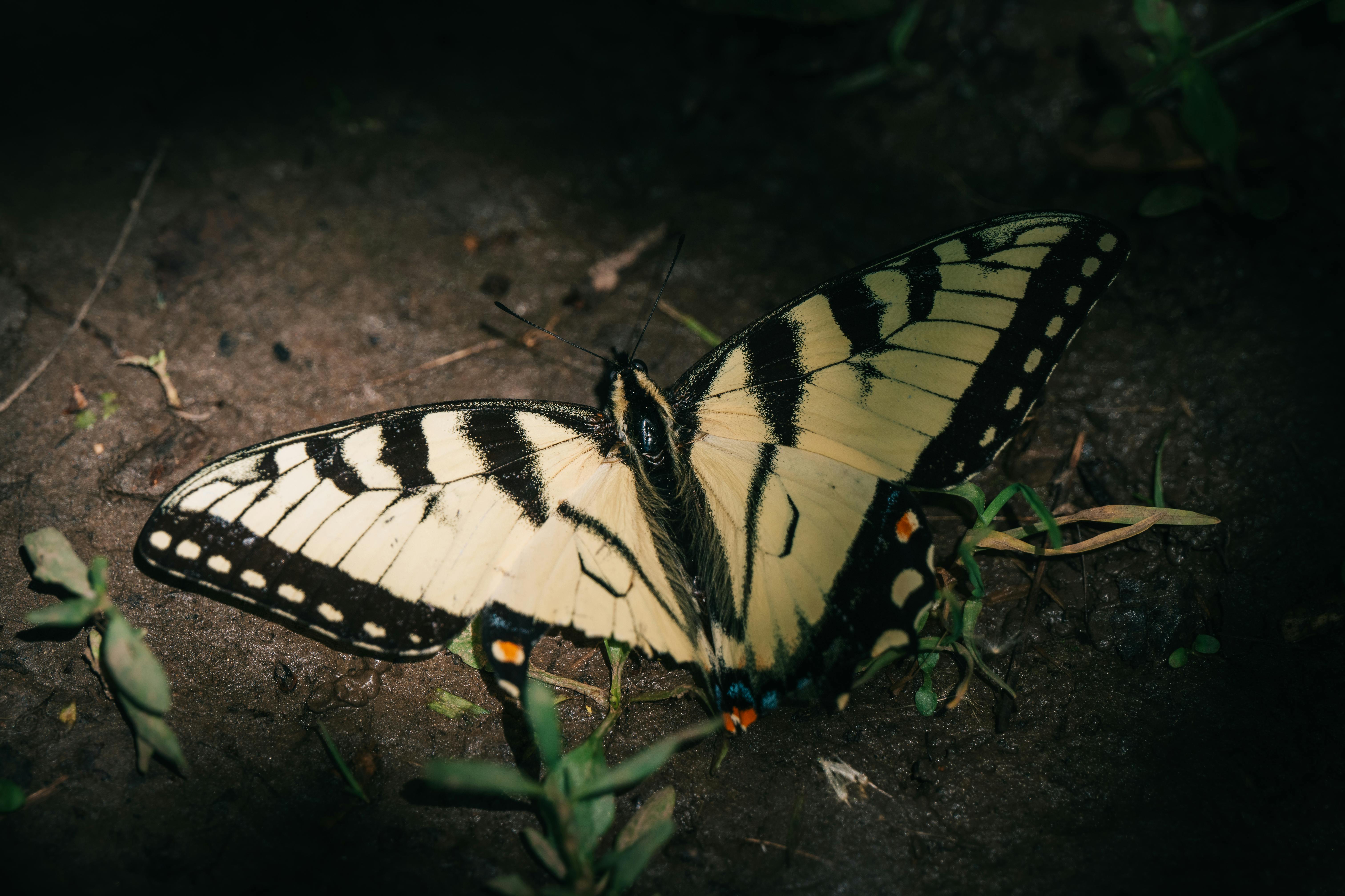 Bentuk Soil Zold Photos, Download The BEST Free Bentuk Soil Zold Stock ...