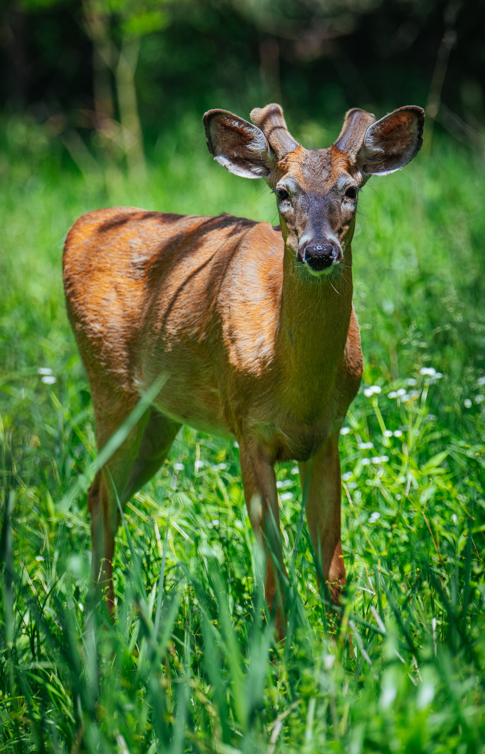 Deer. Photos, Download The BEST Free Deer. Stock Photos & HD Images