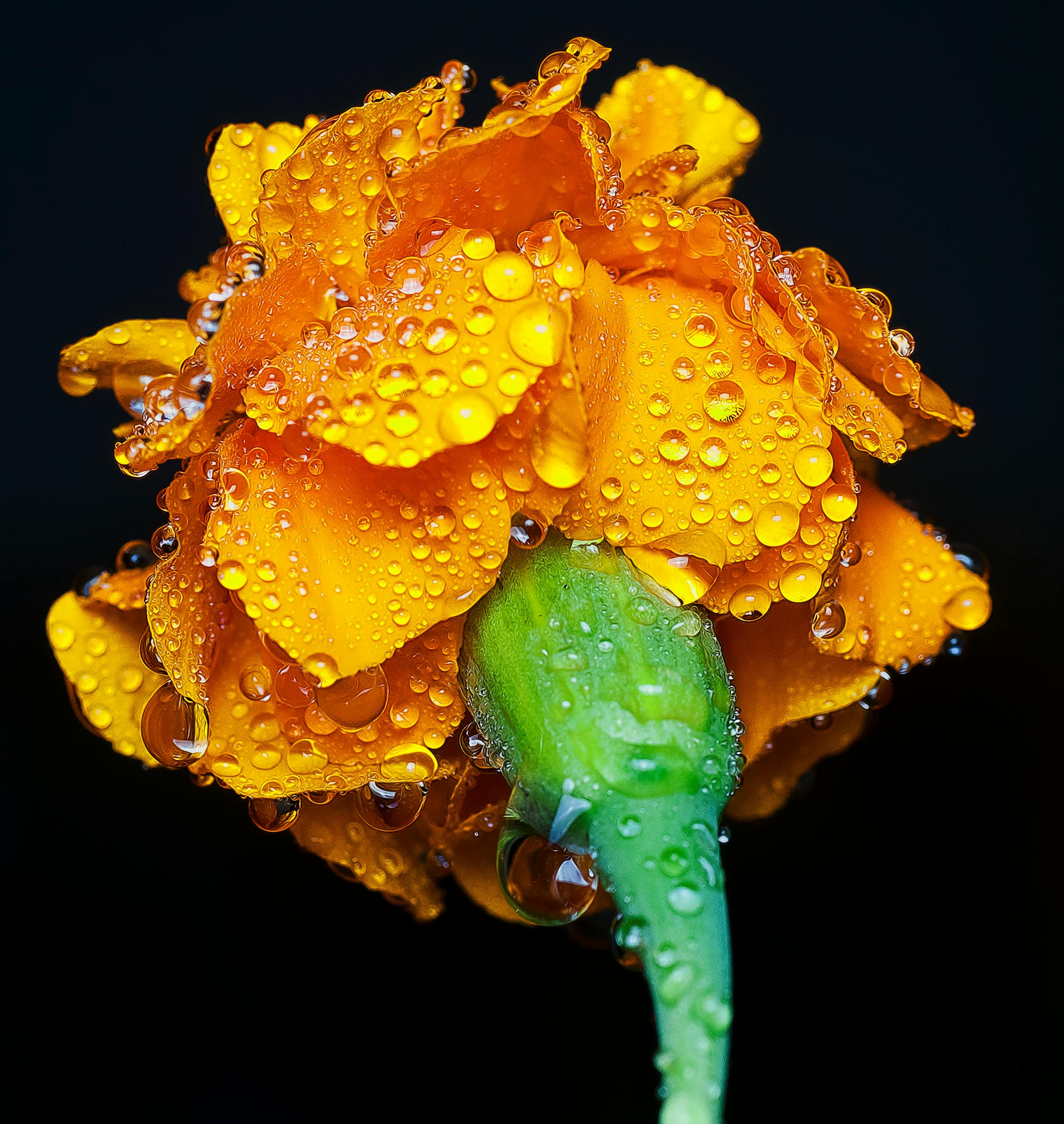 Smack Head Photos, Download The BEST Free Smack Head Stock Photos & HD ...