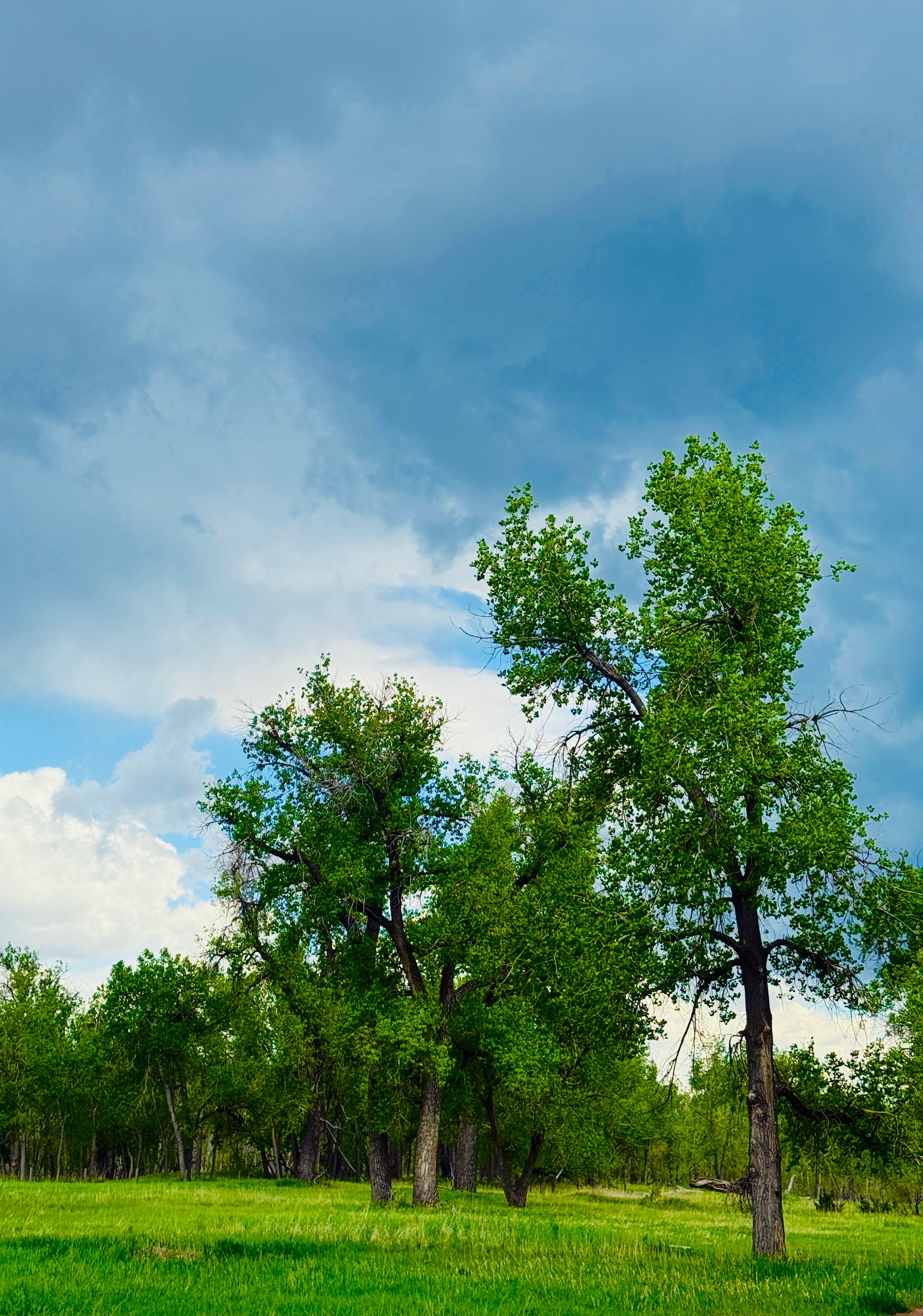 Green Tree · Free Stock Photo
