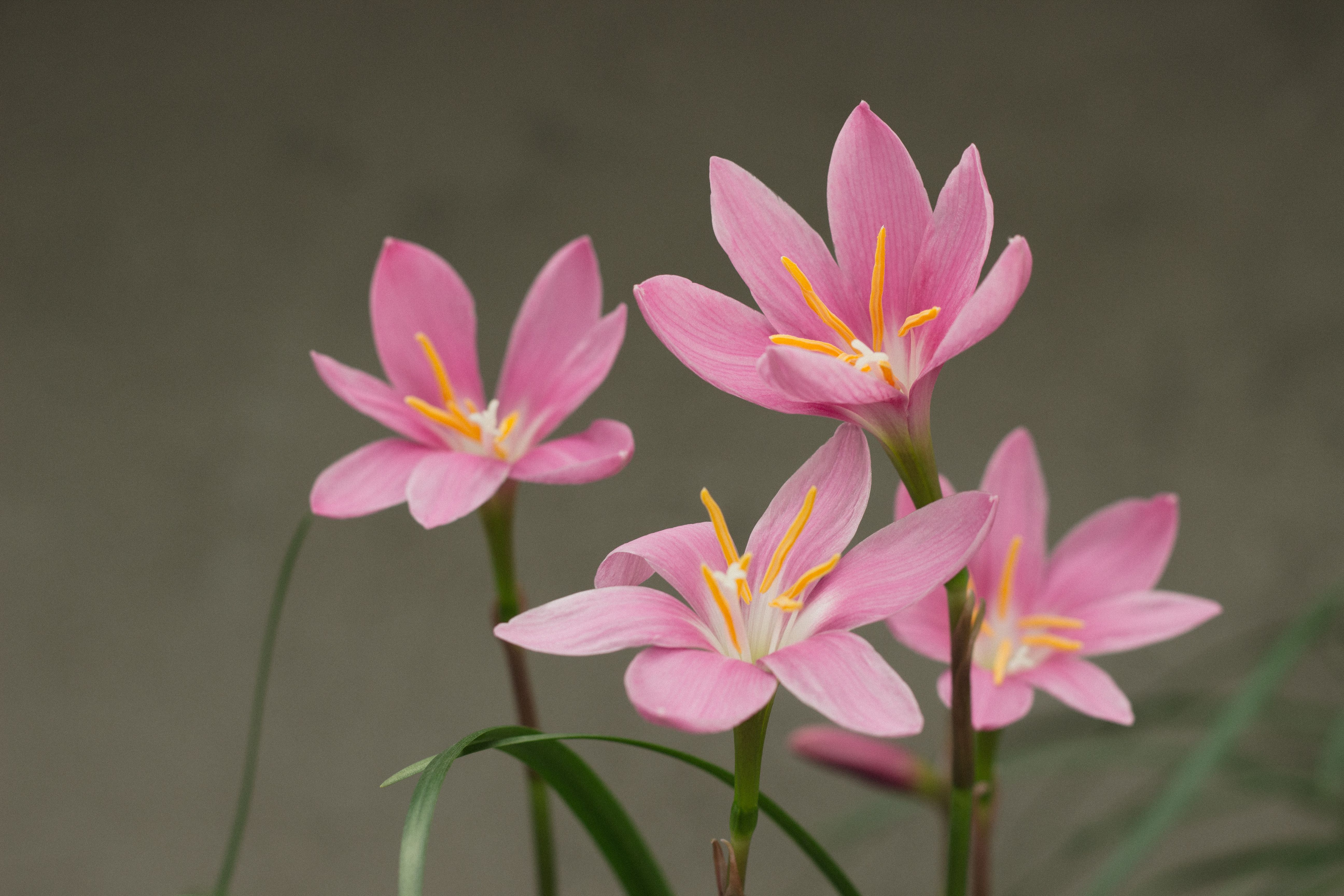 Close-up of Pink Rain Lilies in Bloom · Free Stock Photo