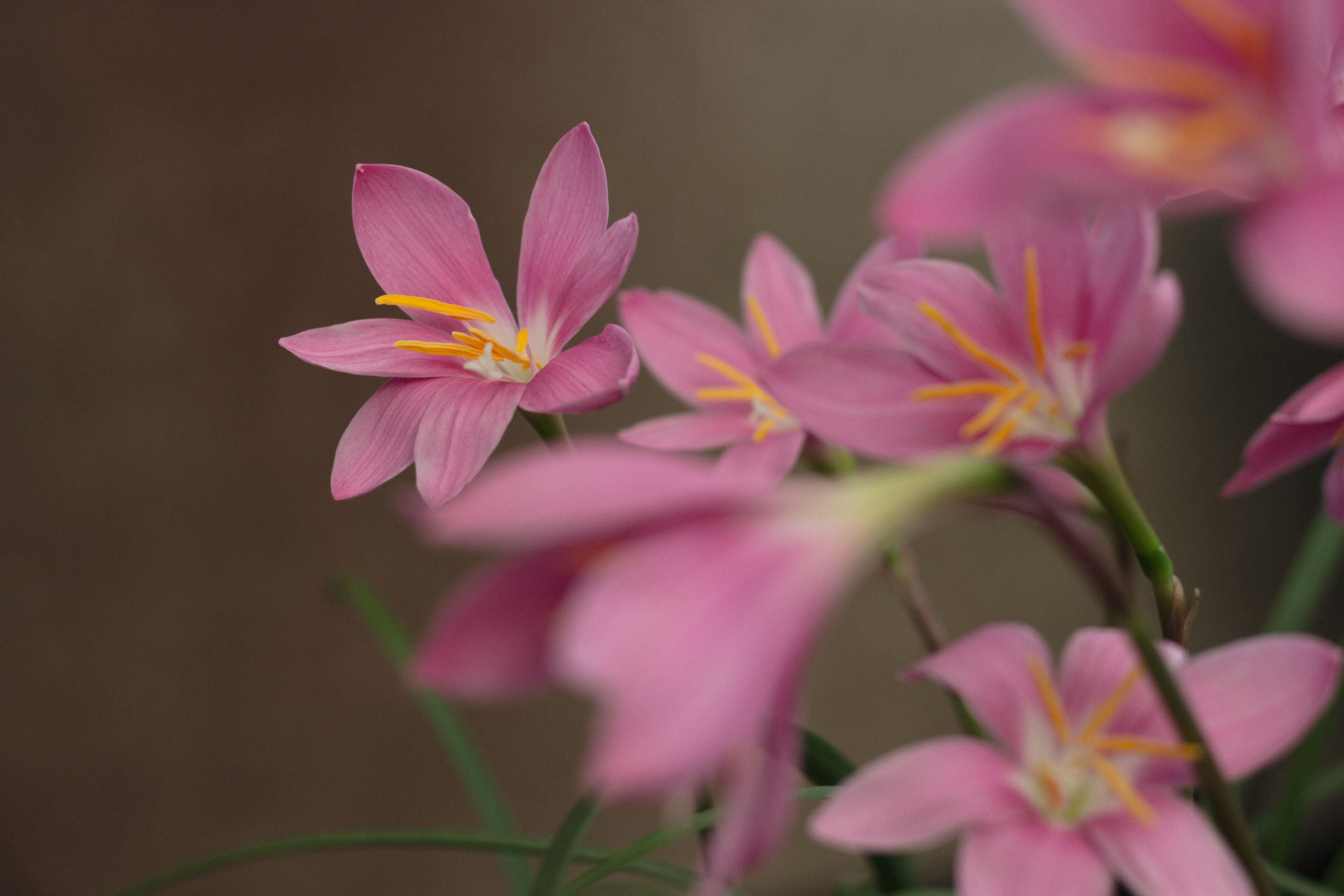 Close-up of Pink Rain Lily Blooms in Soft Focus · Free Stock Photo
