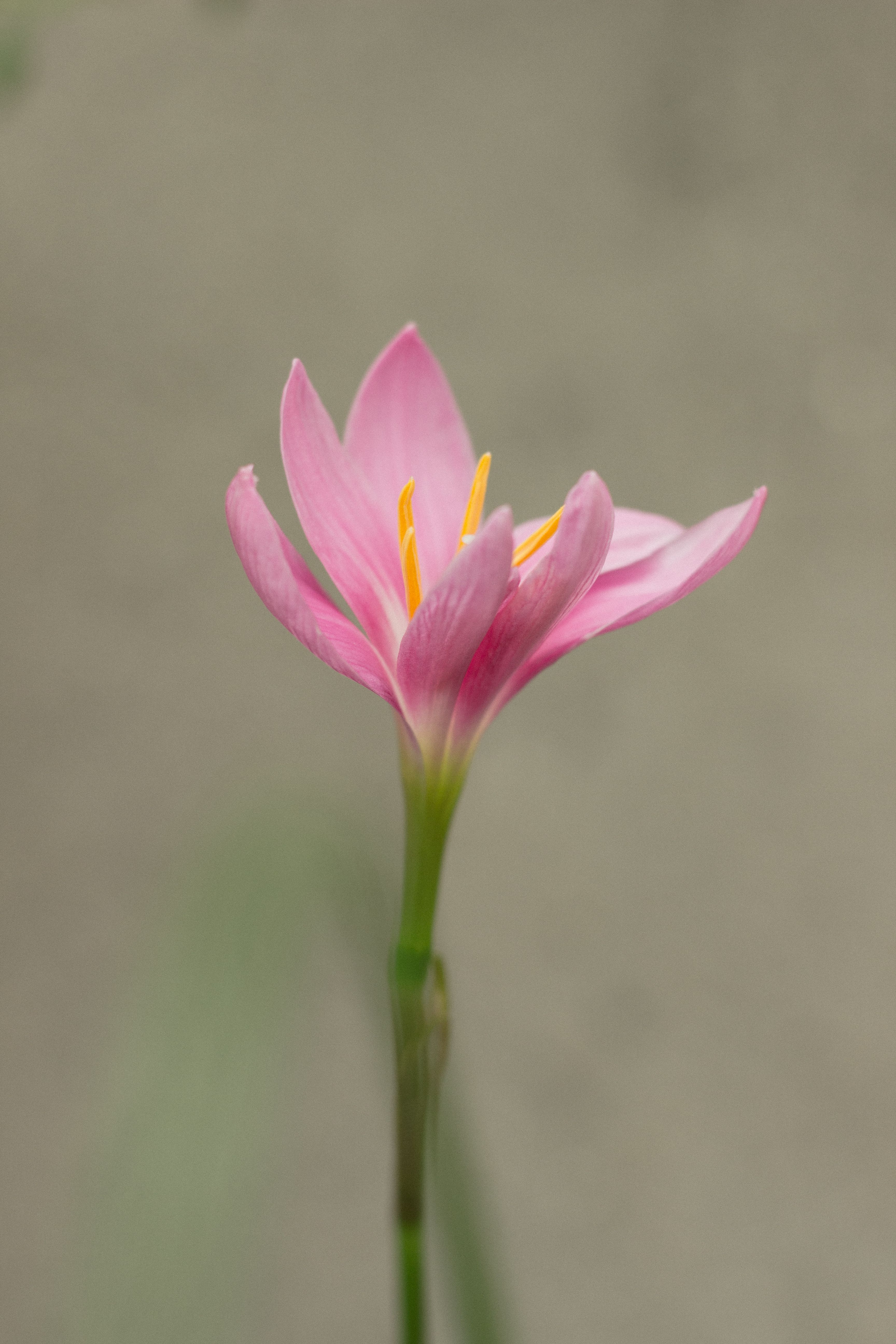 Close-up of Pink Zephyranthes Flower Blooming · Free Stock Photo