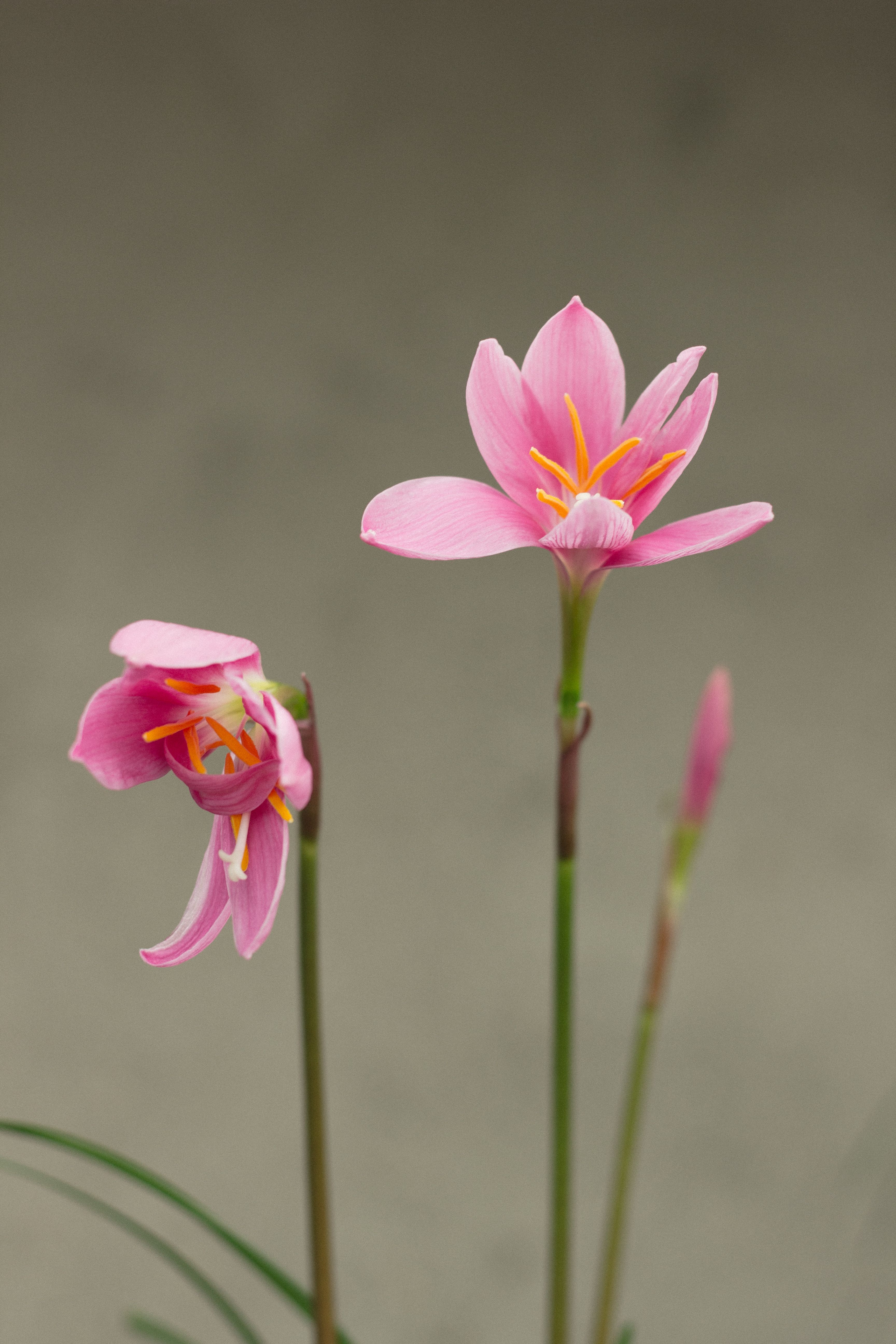 Elegant Pink Zephyranthes Blooms in Full Detail · Free Stock Photo