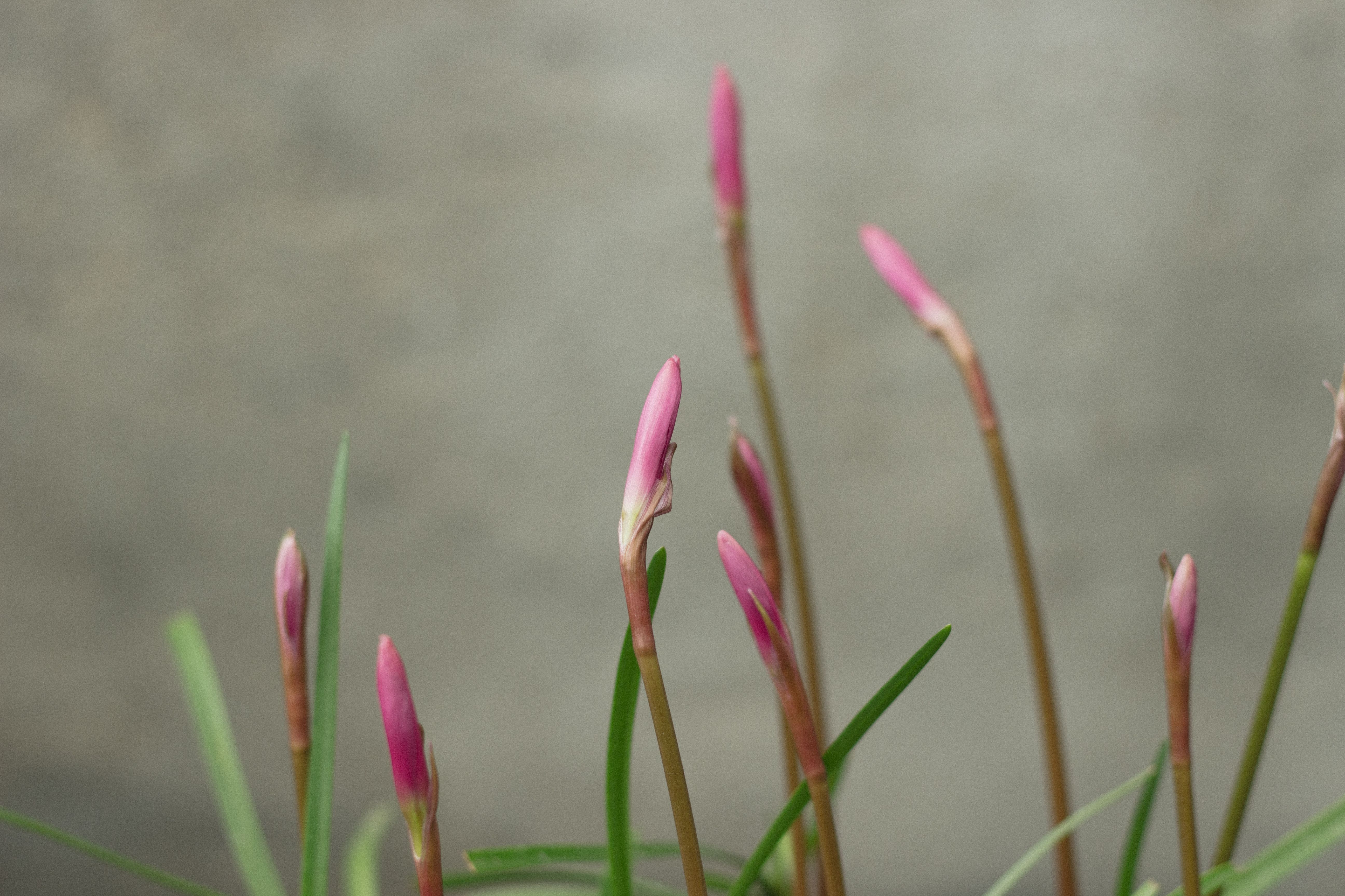 Delicate Pink Buds Against Subtle Background · Free Stock Photo