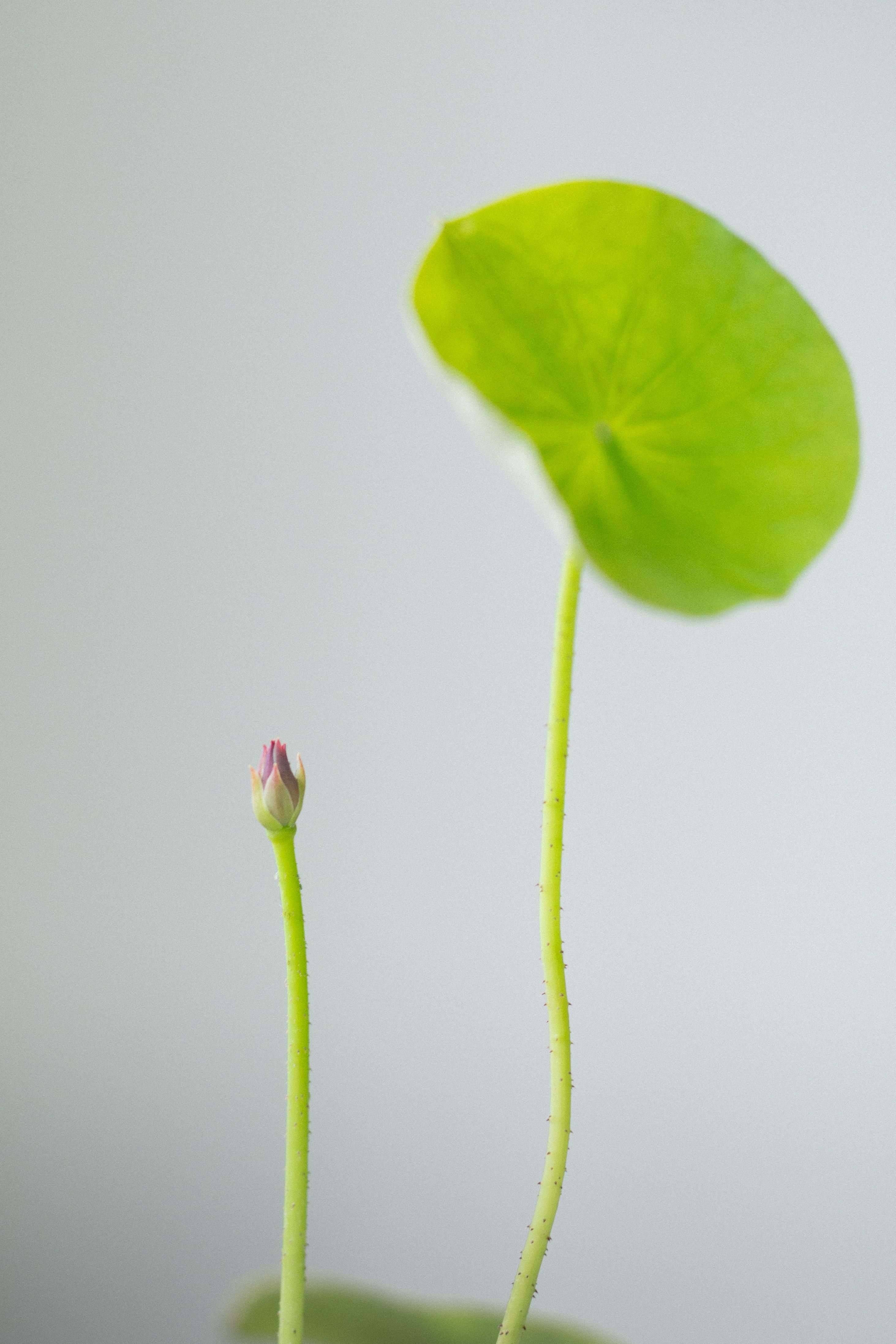 Minimalistic Lotus Flower and Leaf Still Life · Free Stock Photo