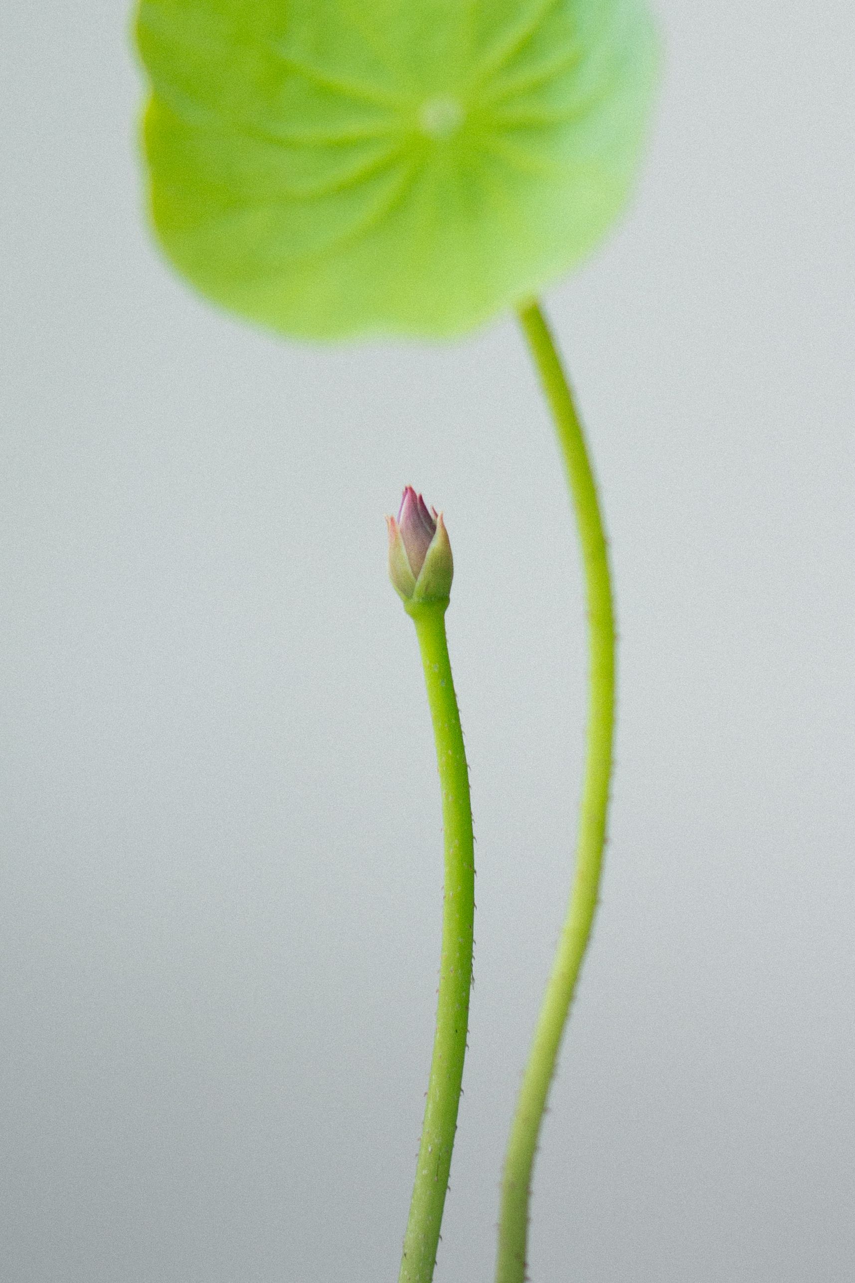 Minimalist Lotus Bud and Stem Composition · Free Stock Photo