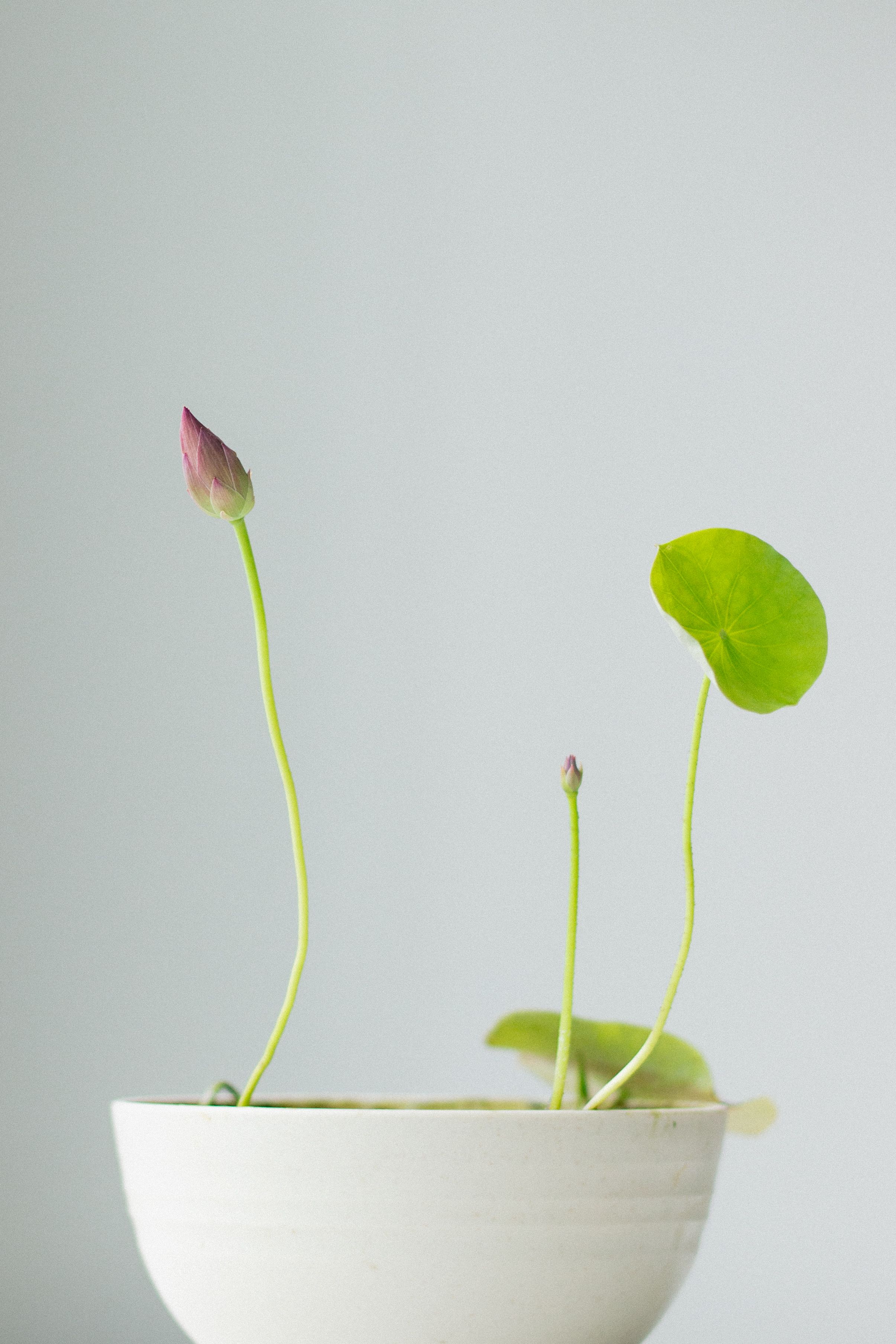 Simple Flower Photos, Download The BEST Free Simple Flower Stock Photos ...