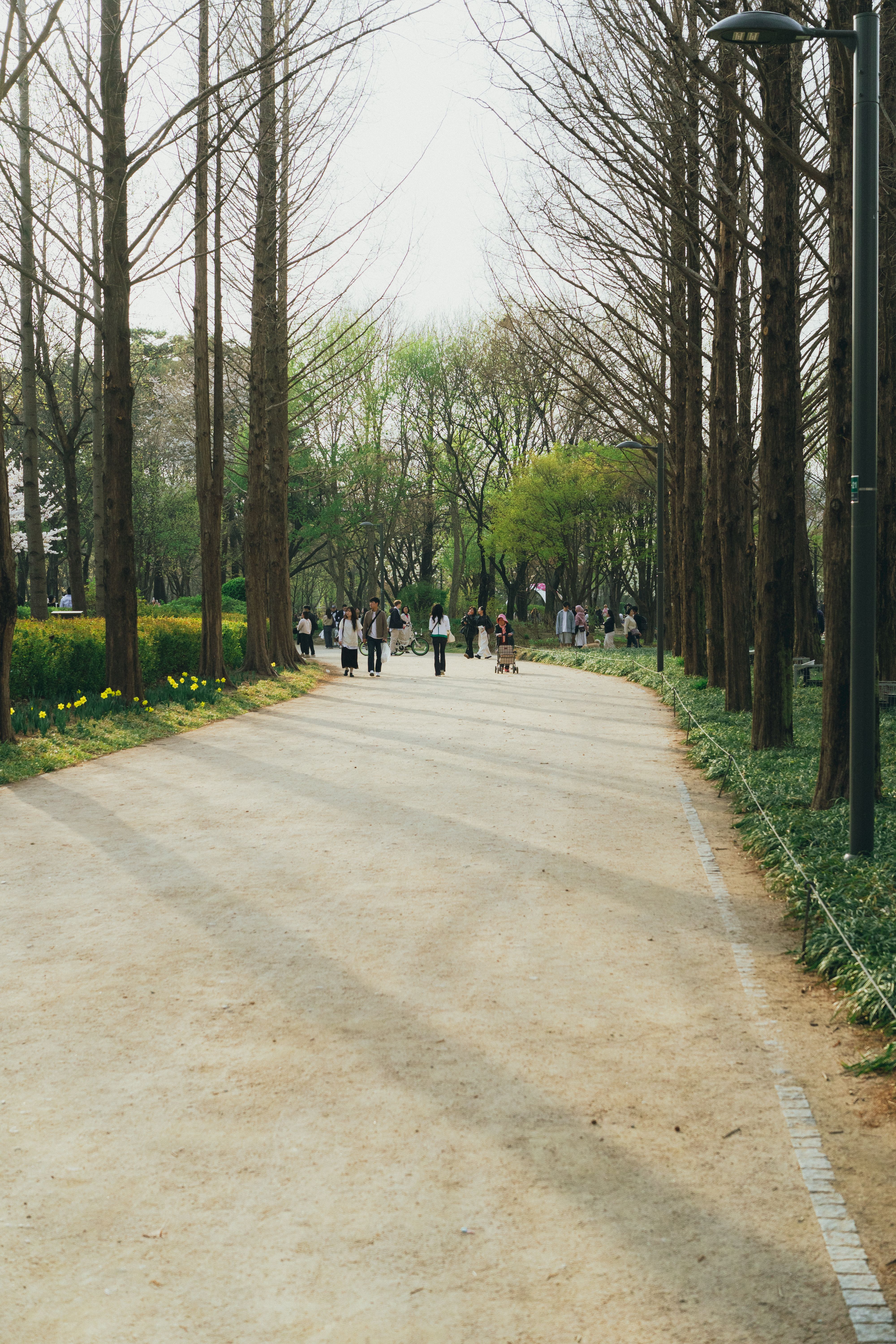 Serene Spring Walkway in Seoul's Urban Park · Free Stock Photo