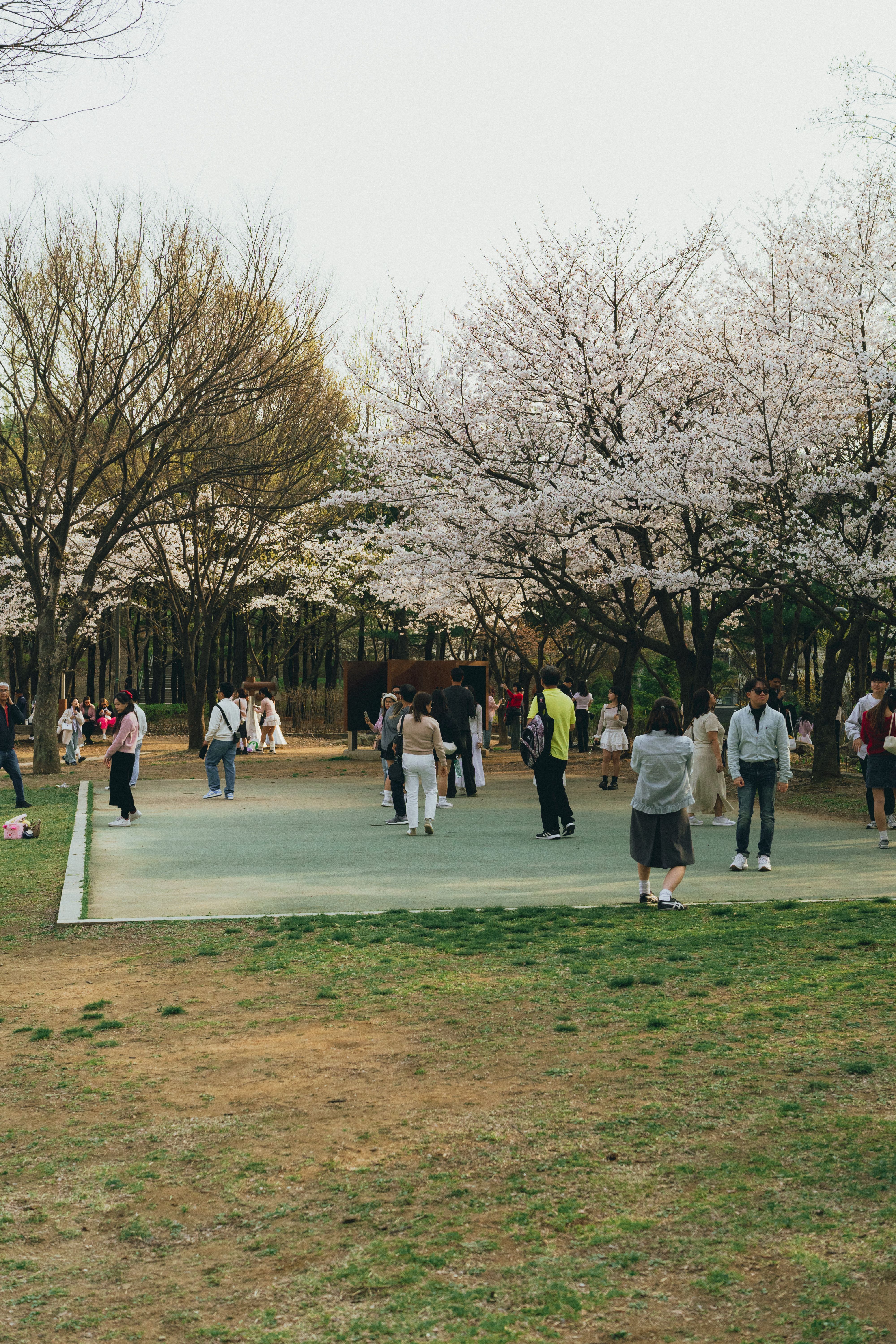 Día De Primavera En El Parque De Seúl Con Cerezos En Flor · Foto de ...