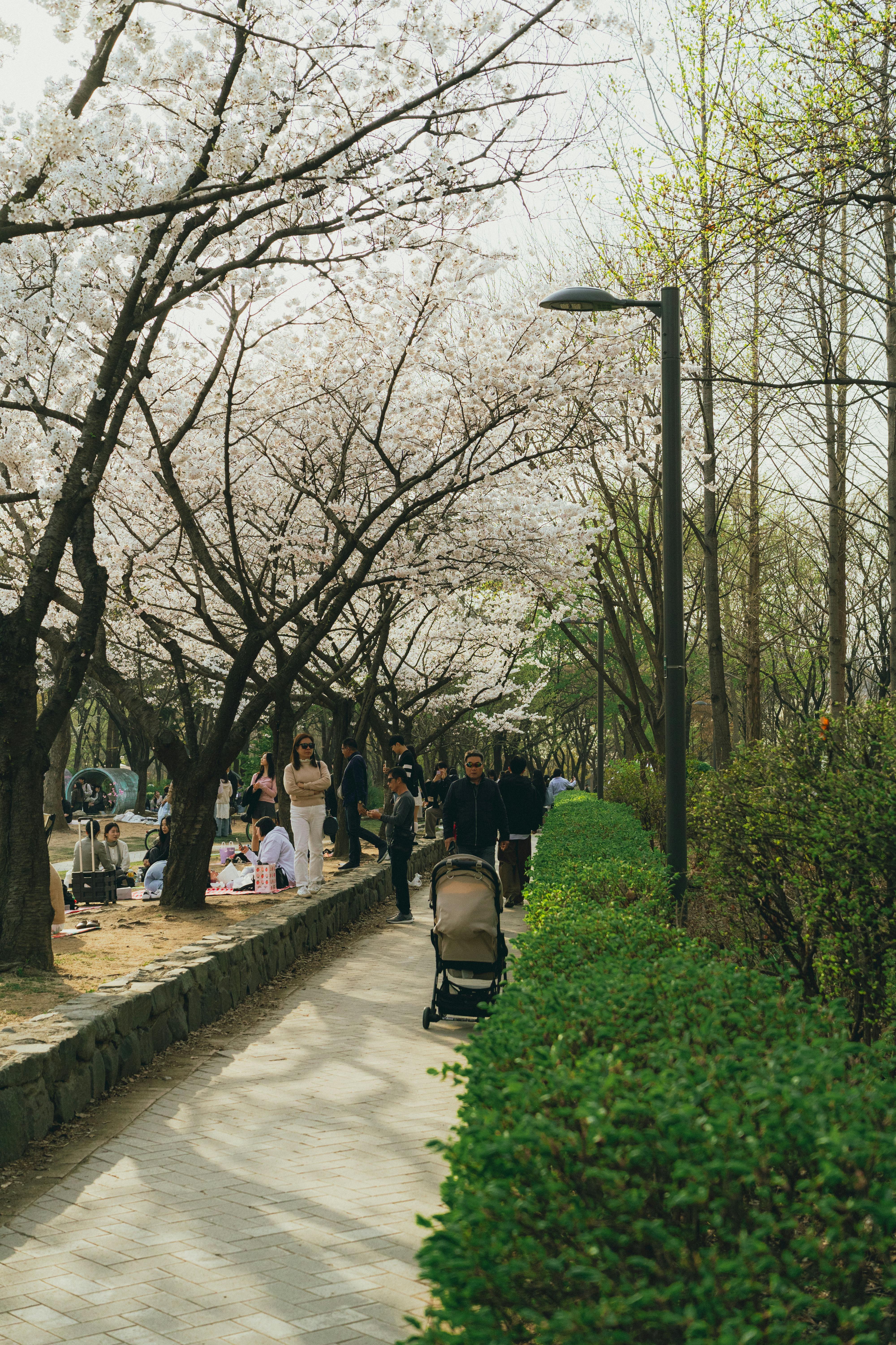 Springtime Stroll in Seoul's Cherry Blossom Park · Free Stock Photo