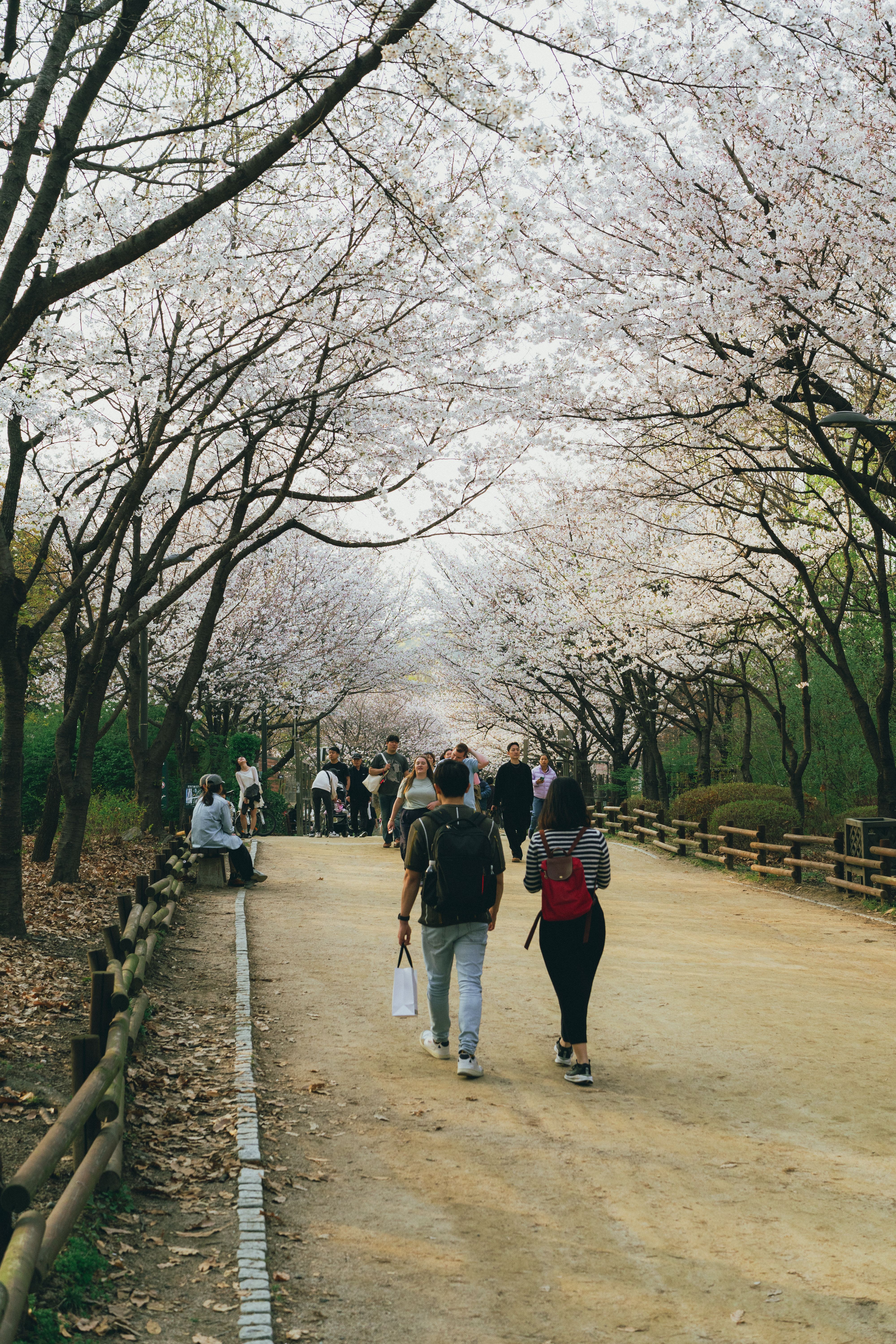 Springtime Cherry Blossom Walk in Seoul, Korea · Free Stock Photo