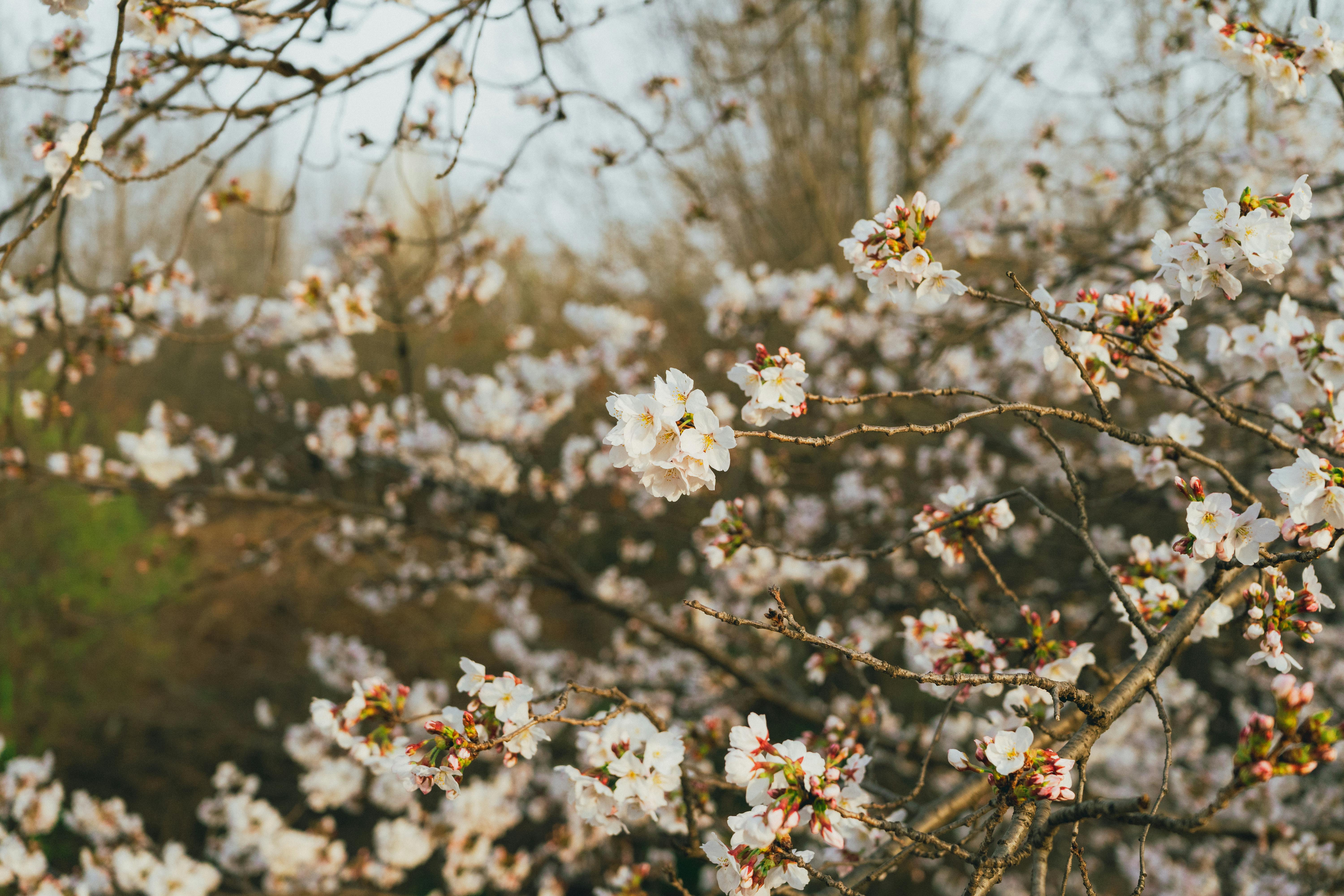 Comp+Wallpapers Photos, Download The BEST Free Comp+Wallpapers Stock ...