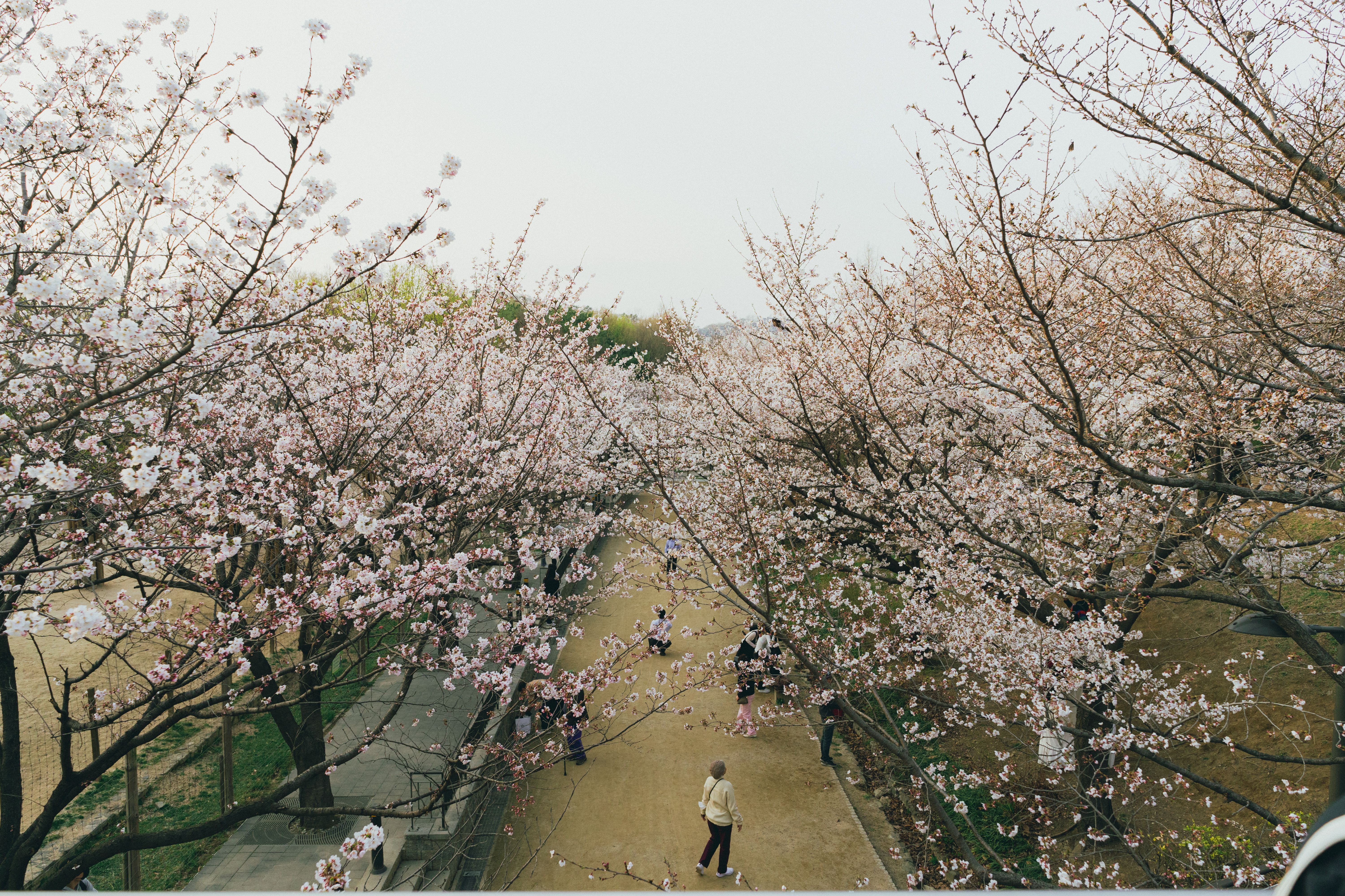 Cerezos En Flor En El Parque De Seúl · Foto de stock gratuita