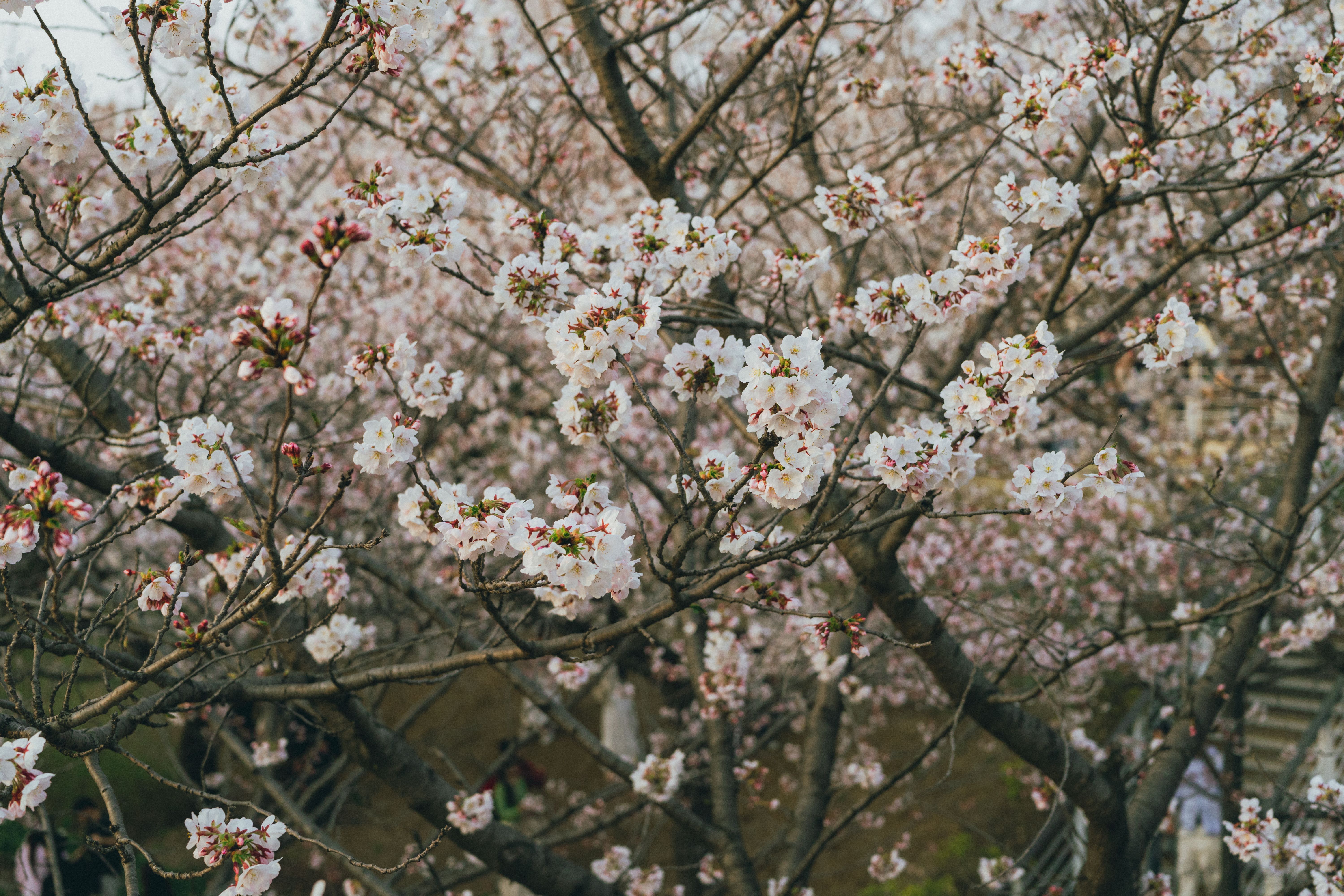 Sakura Tree Wallpaper Photos, Download The BEST Free Sakura Tree ...