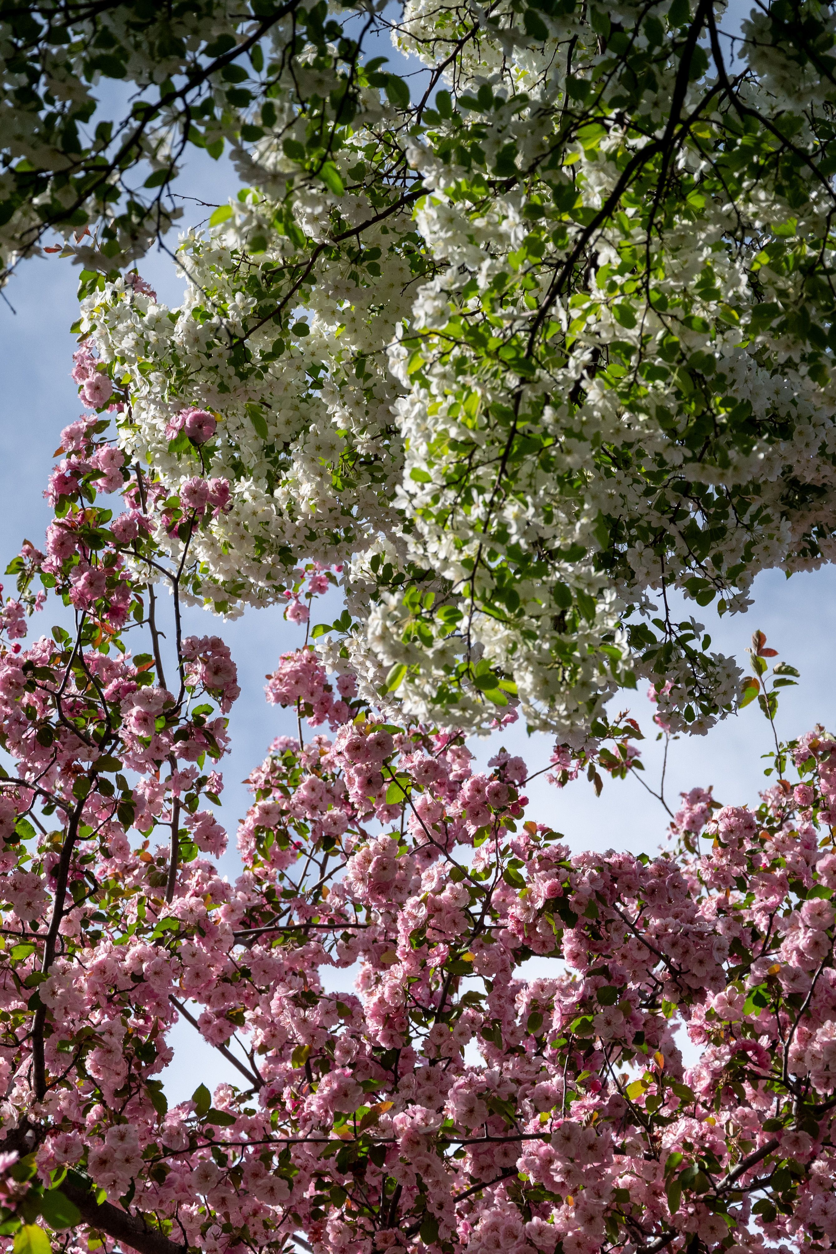 Lush Spring Blossoms in Vibrant Green and Pink · Free Stock Photo