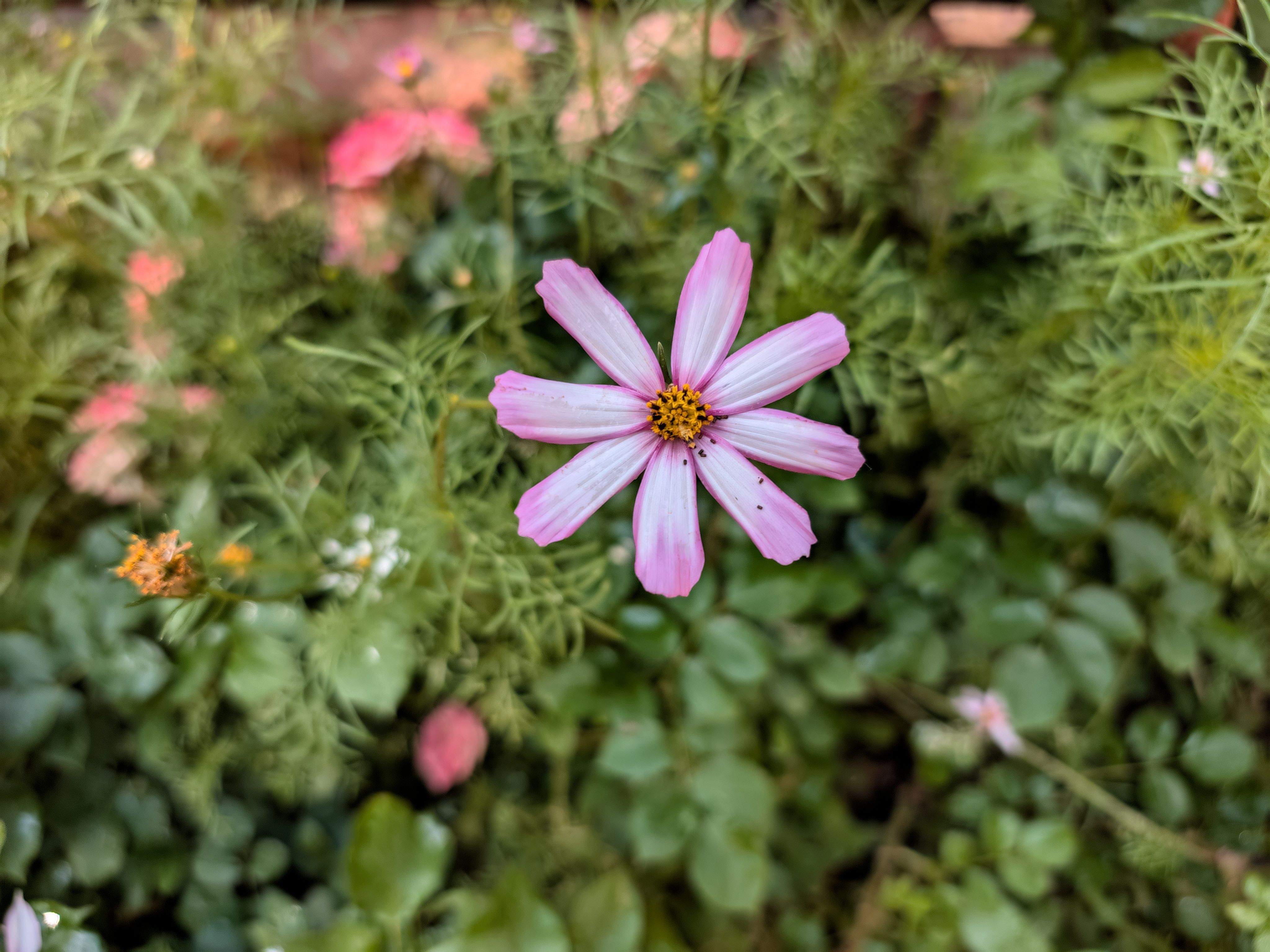 Cosmos+Hdri Photos, Download The BEST Free Cosmos+Hdri Stock Photos ...
