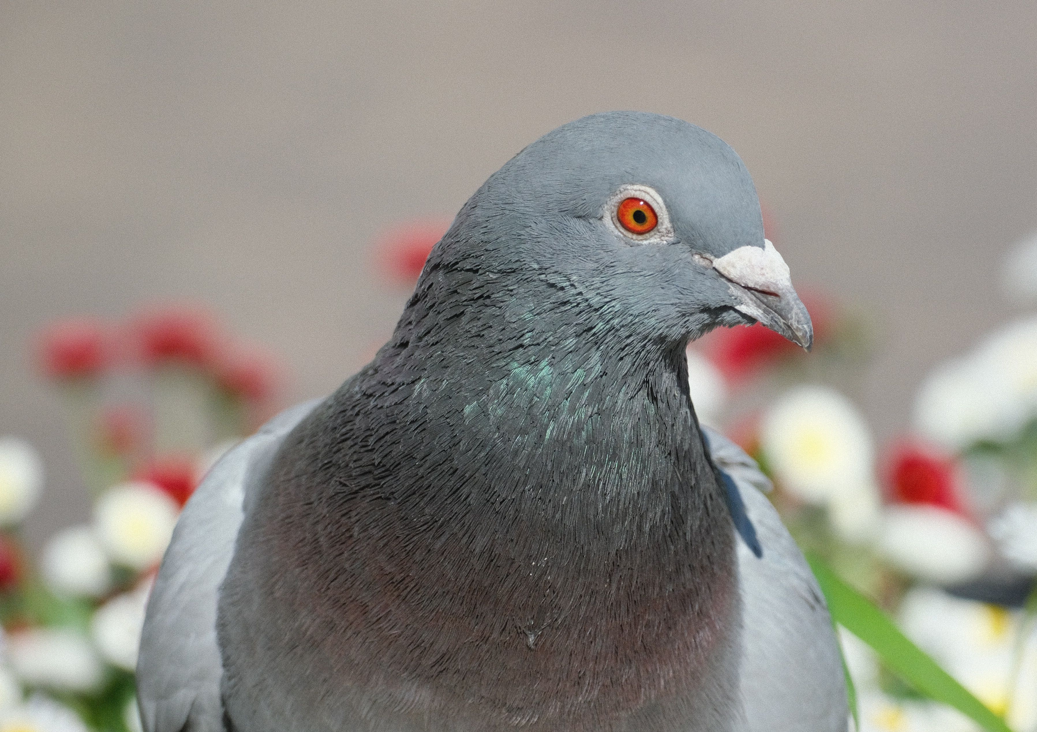 Close-up of an Urban Pigeon with Colorful Floral Background · Free ...