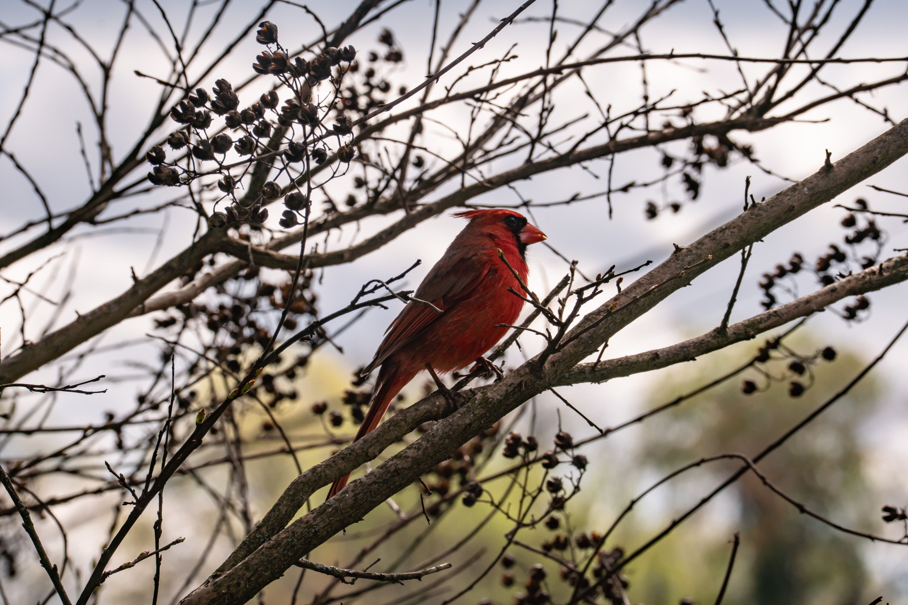 Nature Scene Photos, Download The BEST Free Nature Scene Stock Photos ...