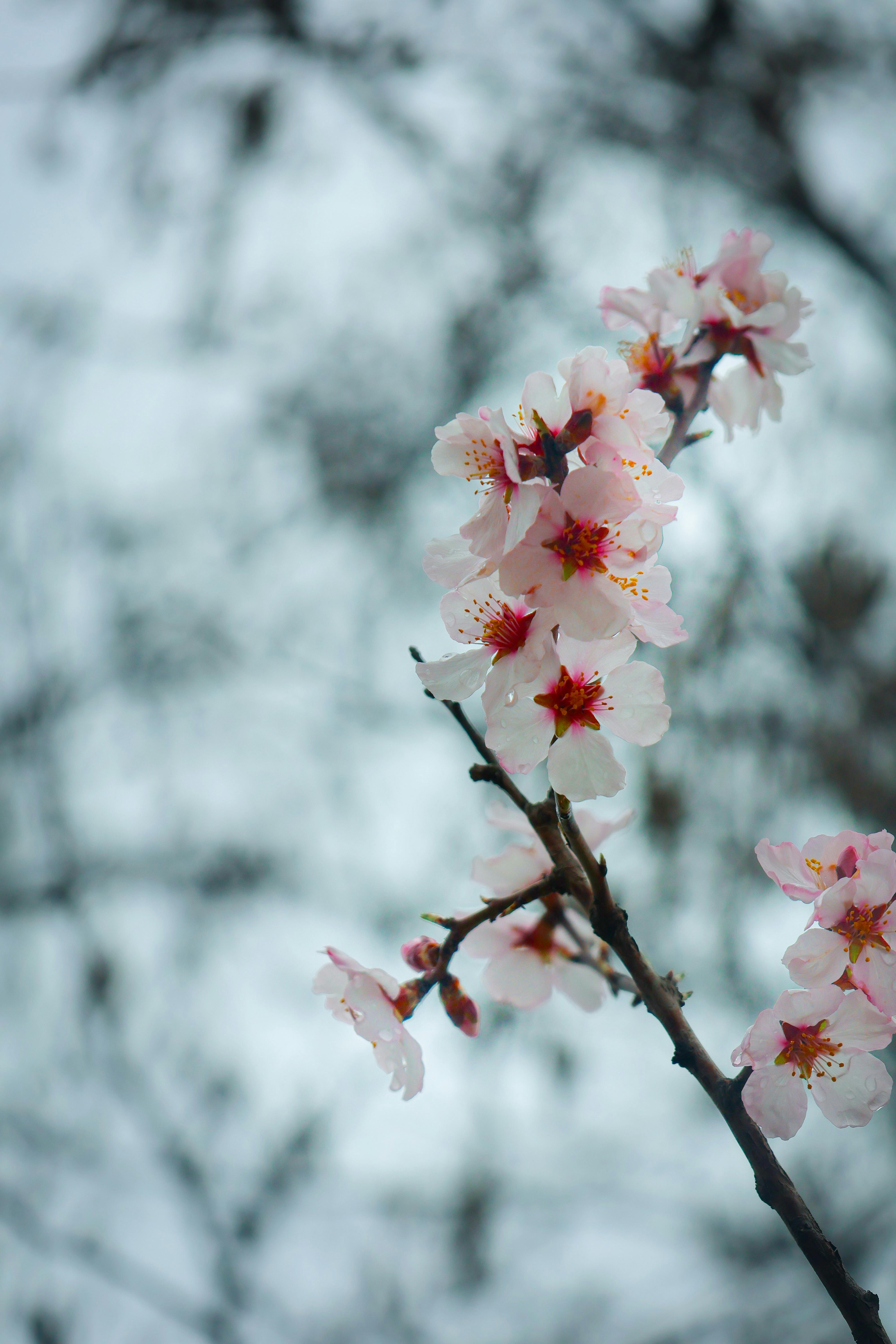 Almond Blossoms in Early Spring, Srinagar · Free Stock Photo